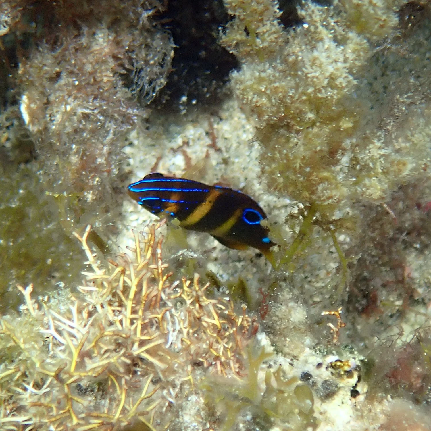 Know your damsels – multispine damselfish versus banded scalyfins ...