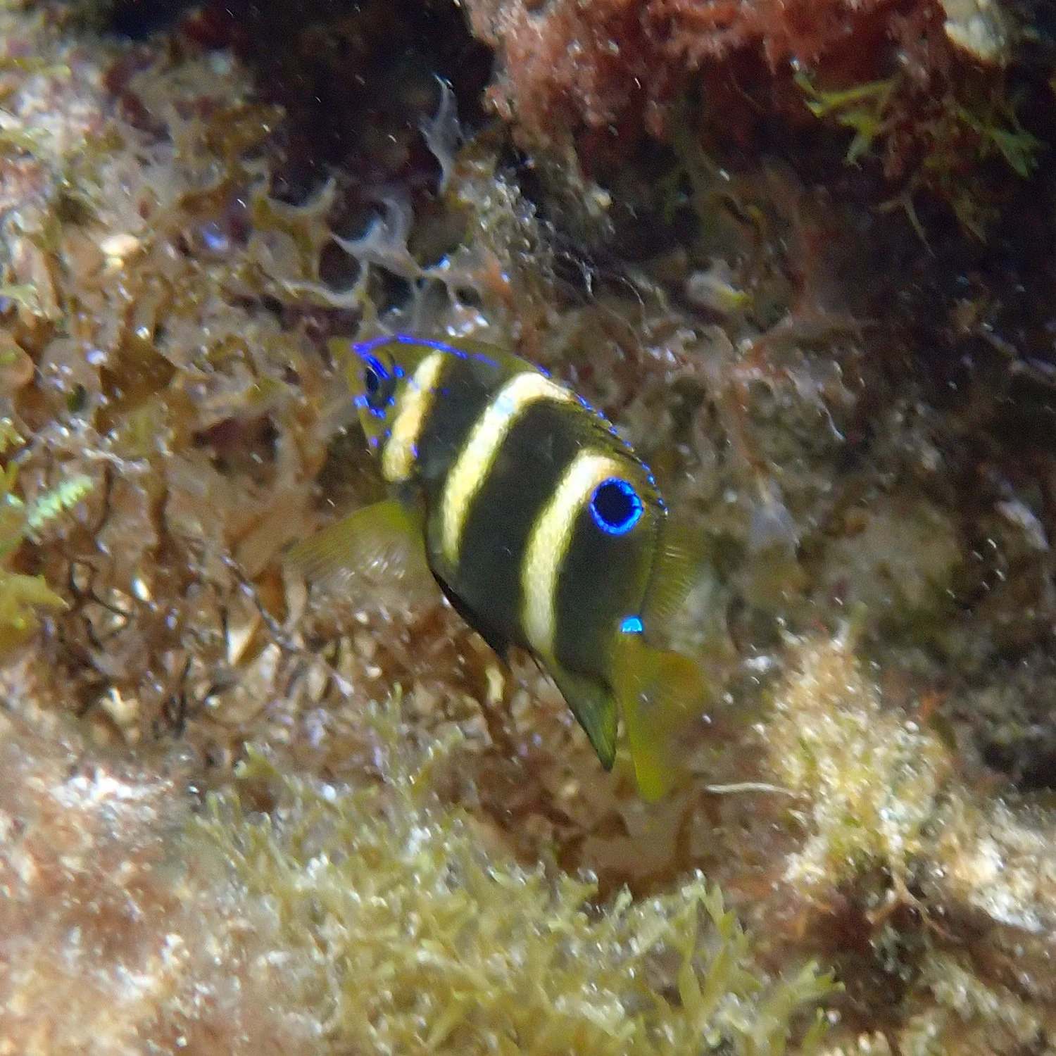 Know your damsels – multispine damselfish versus banded scalyfins ...