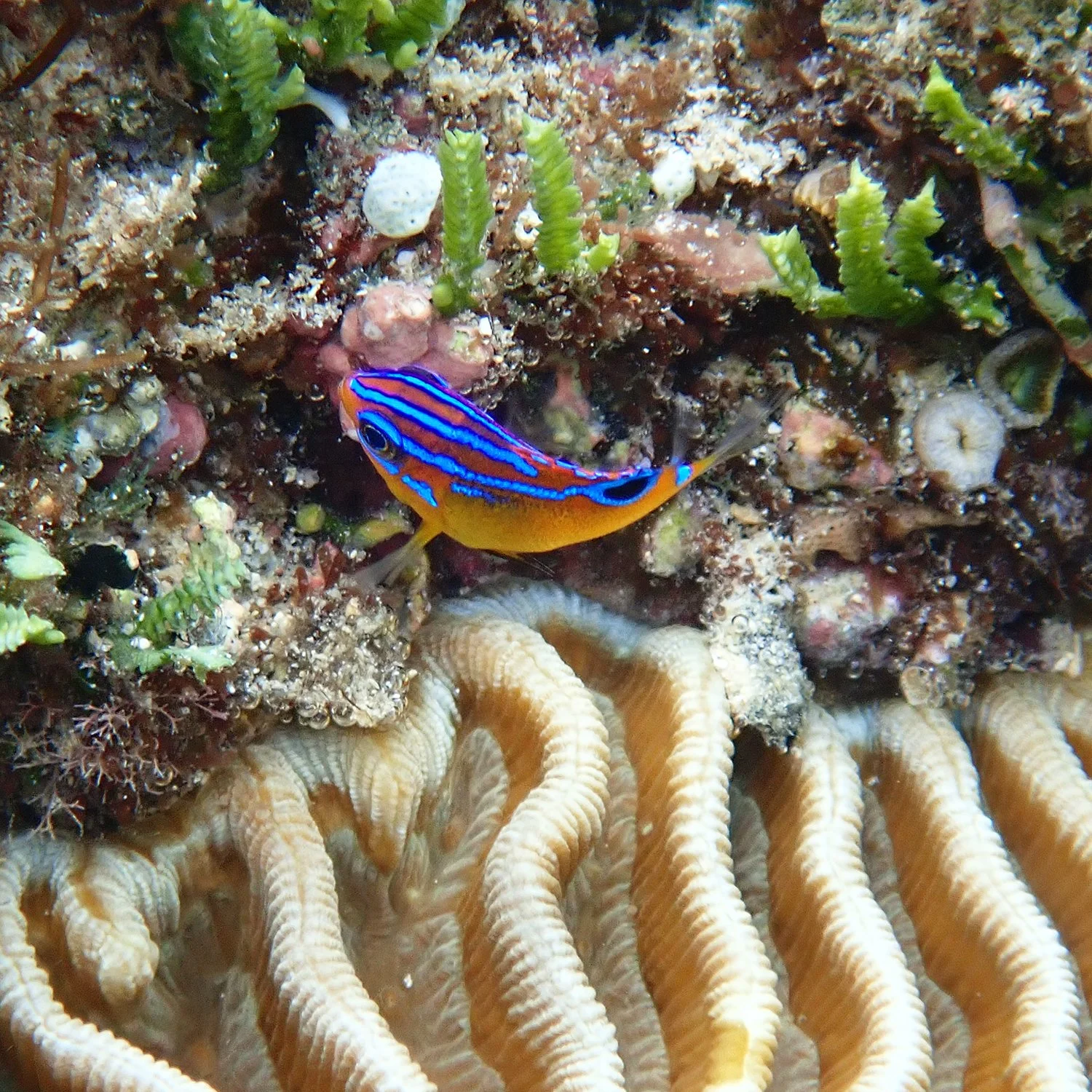 Know your damsels – multispine damselfish versus banded scalyfins ...