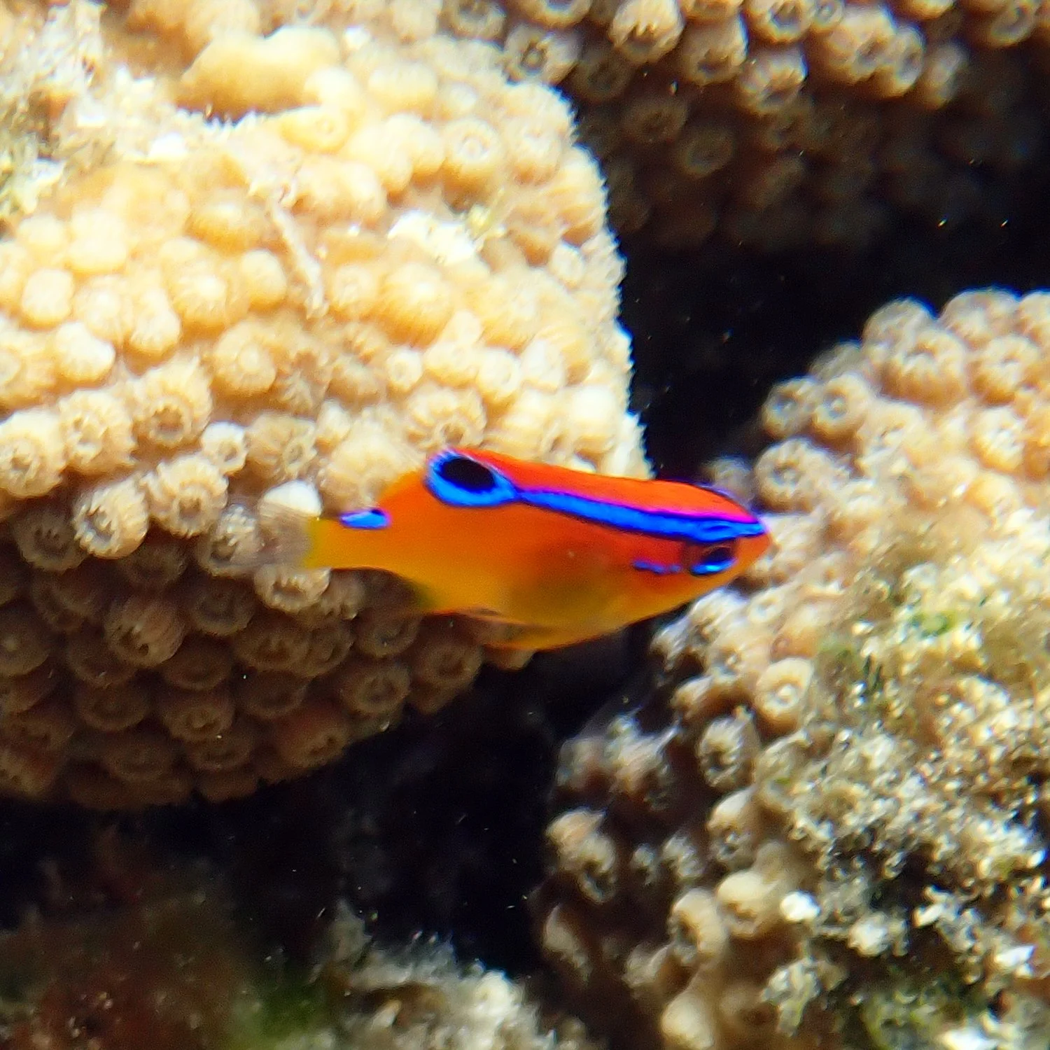 Know your damsels – multispine damselfish versus banded scalyfins ...