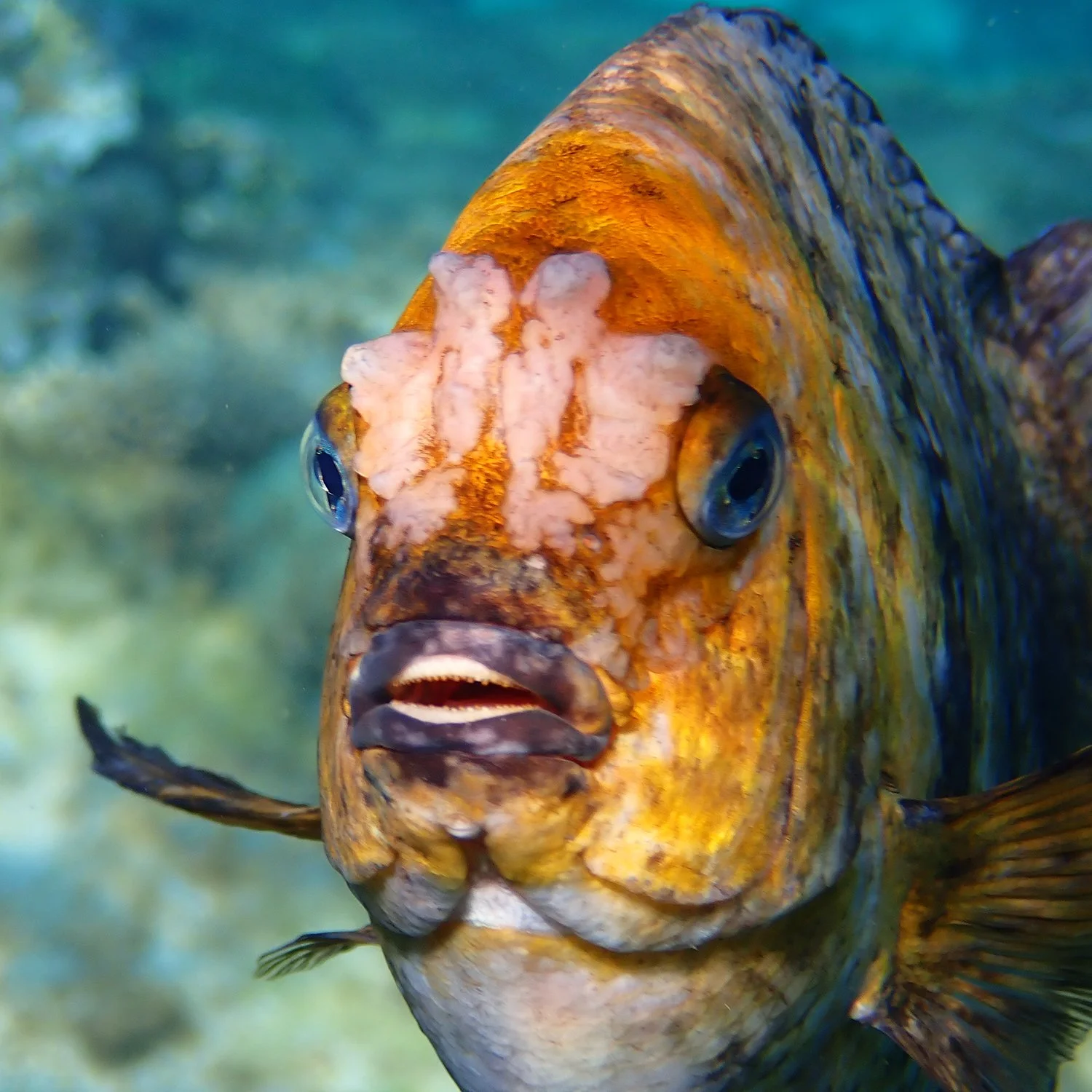 Know your damsels – multispine damselfish versus banded scalyfins ...