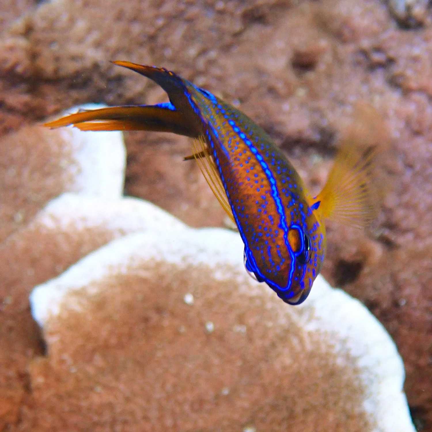 Know your damsels – multispine damselfish versus banded scalyfins ...