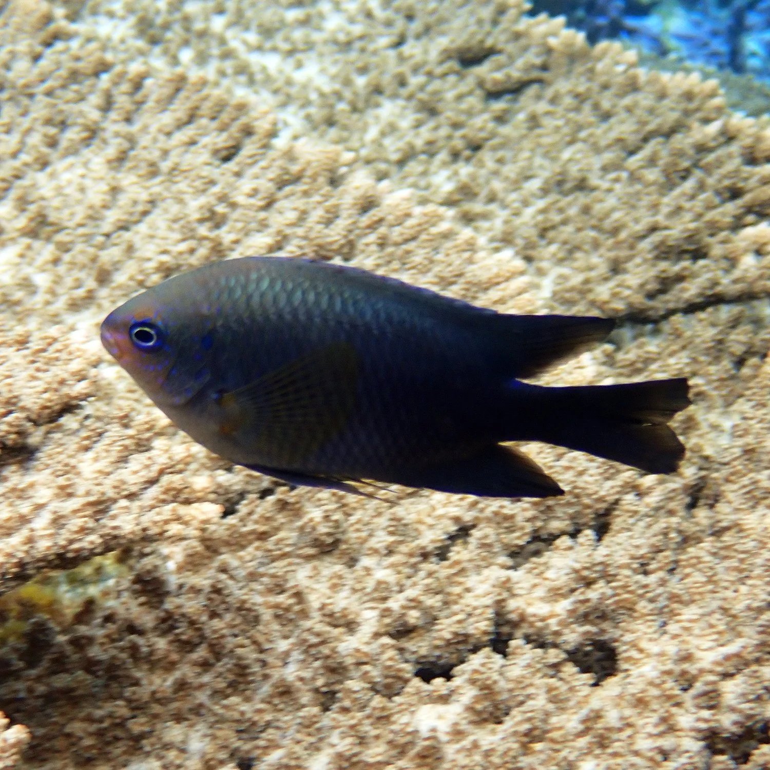 Know your damsels – multispine damselfish versus banded scalyfins ...