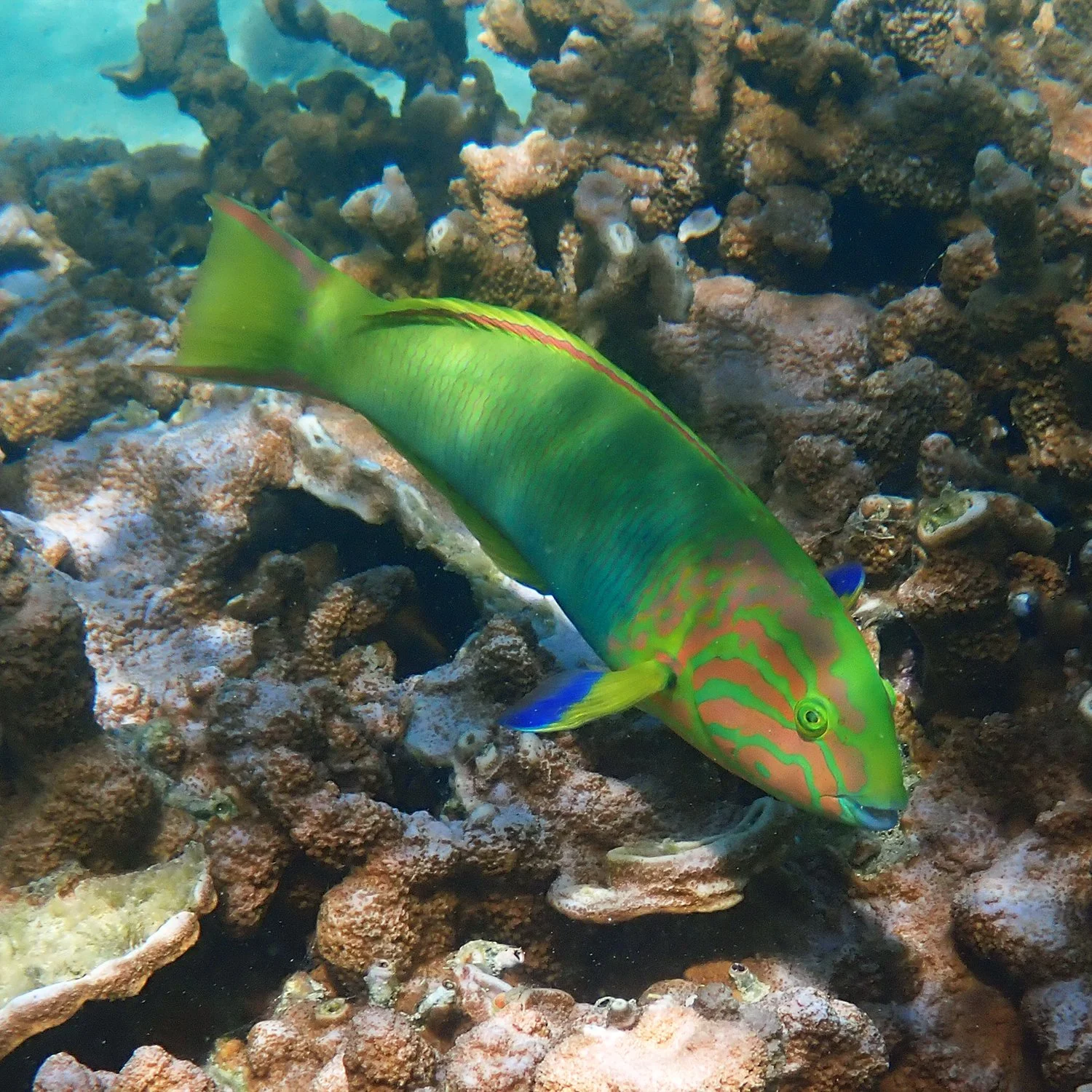 Norfolk Island's Reef