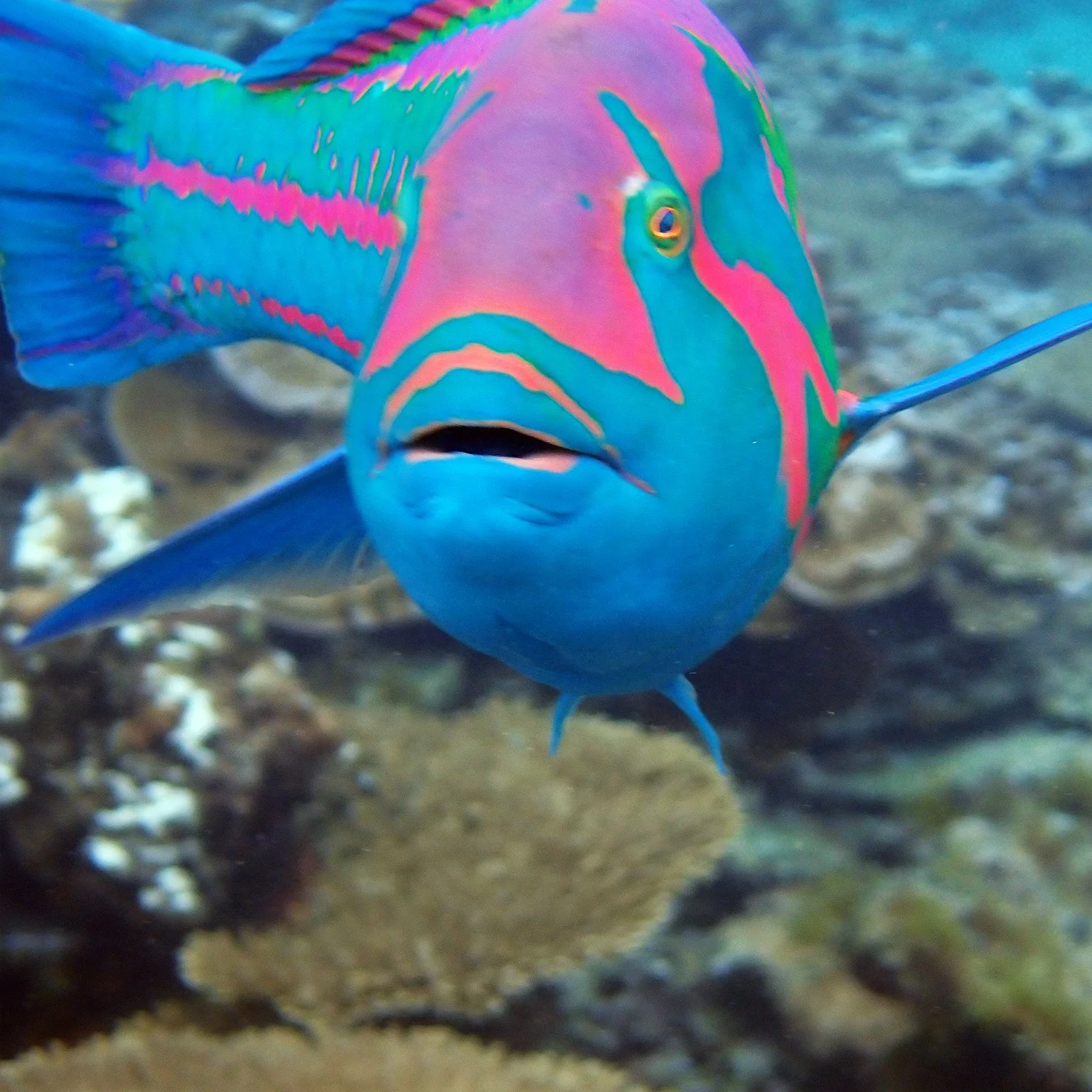 Meet George, the surge wrasse — Norfolk Island's Reef