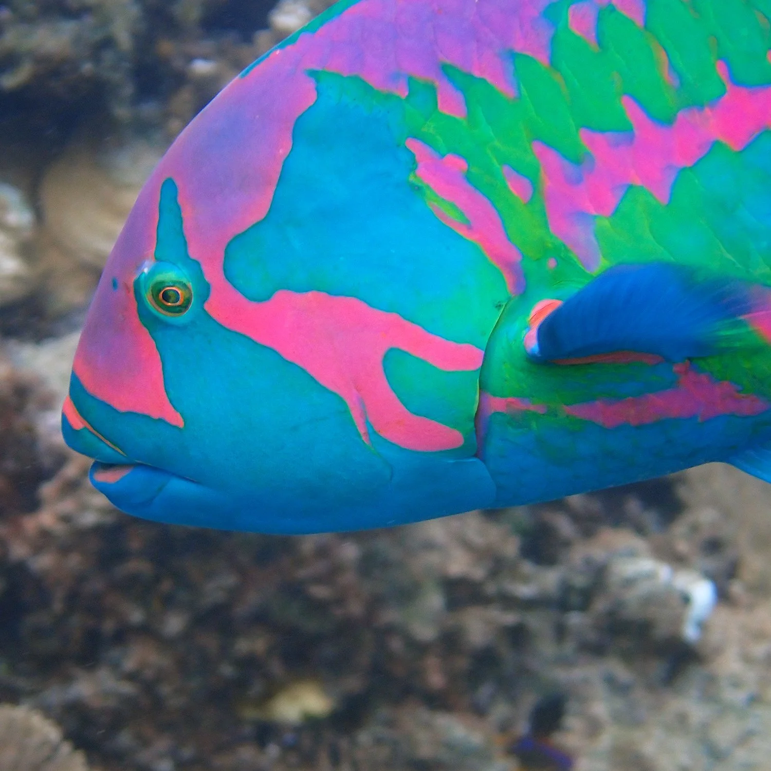 Meet George, the surge wrasse — Norfolk Island's Reef