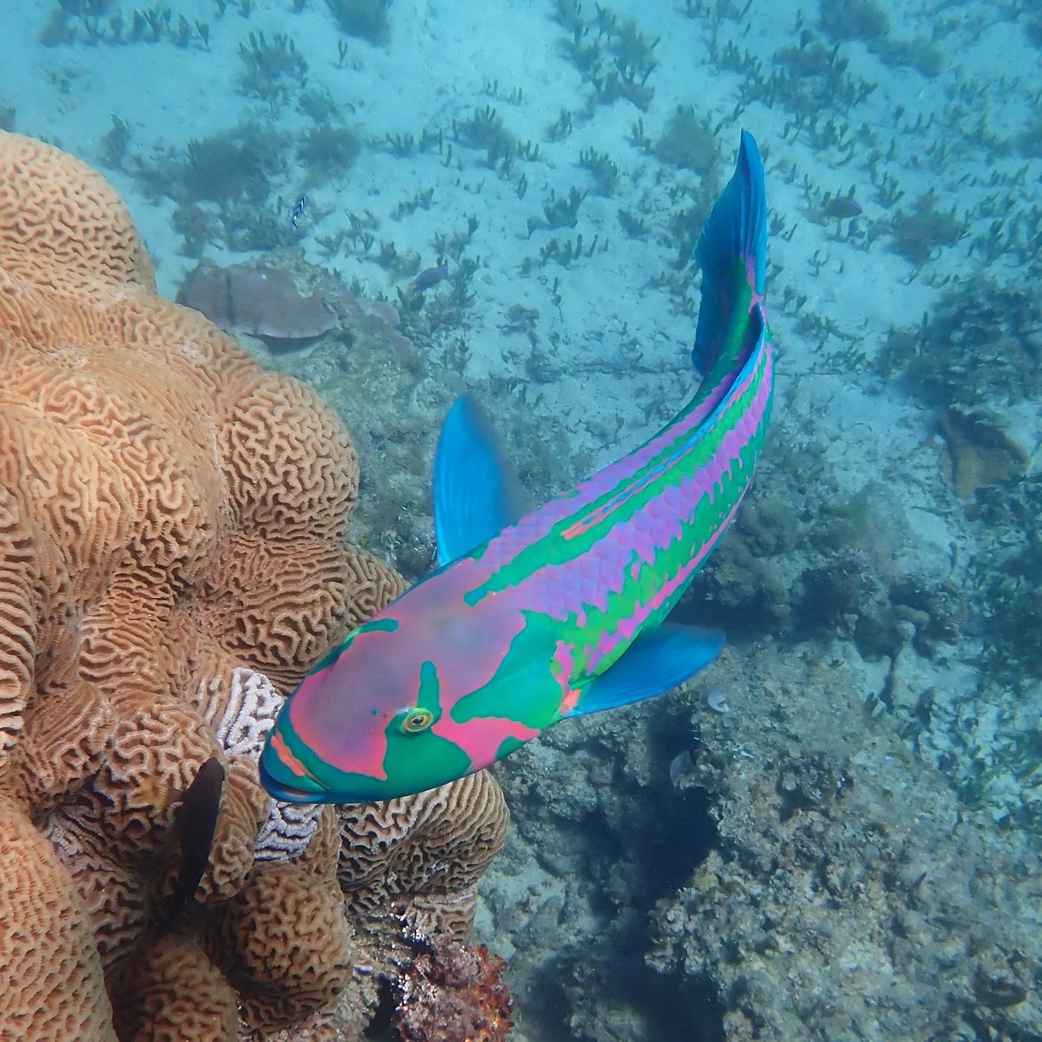 Meet George, the surge wrasse — Norfolk Island's Reef