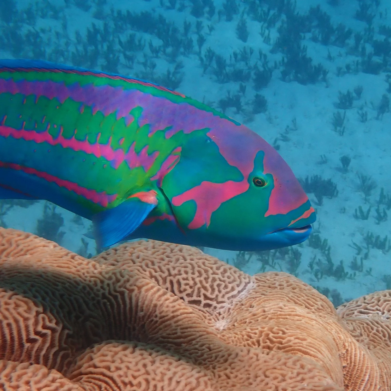 Meet George, the surge wrasse — Norfolk Island's Reef