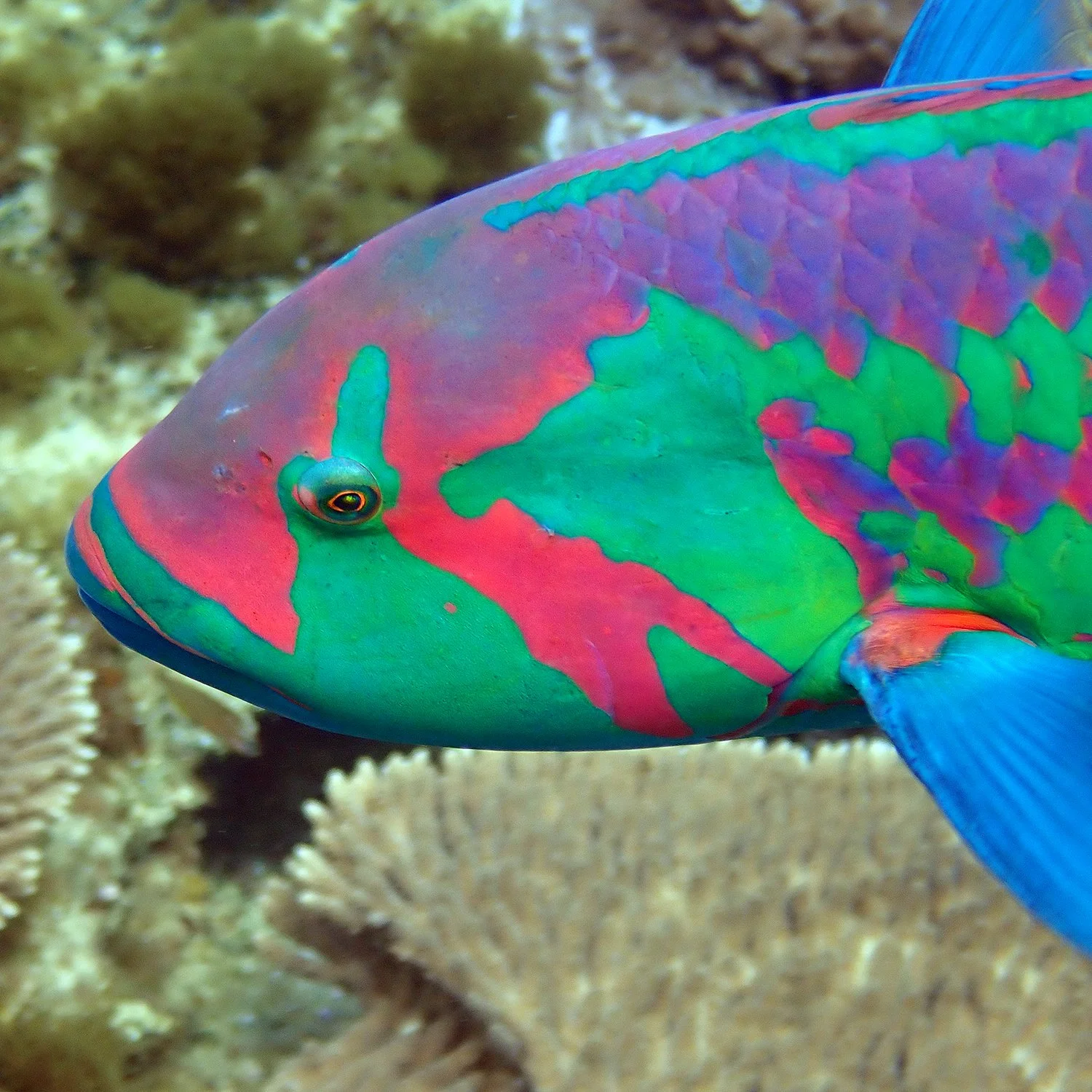 Meet George, the surge wrasse — Norfolk Island's Reef
