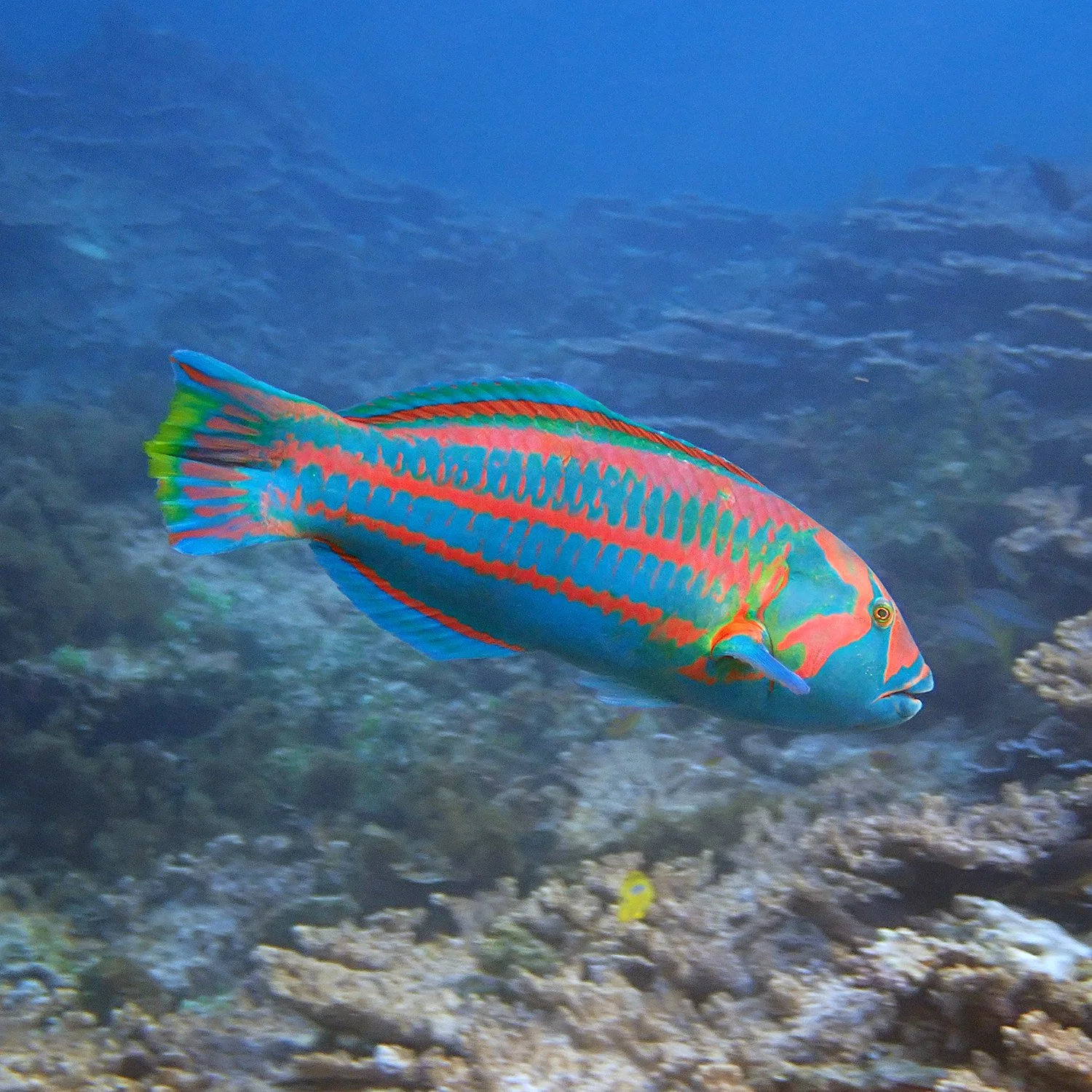Meet George, the surge wrasse — Norfolk Island's Reef