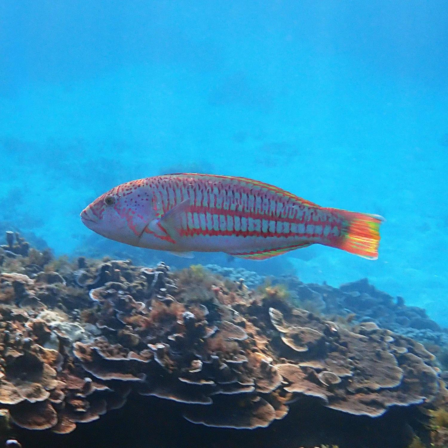 Meet George, the surge wrasse — Norfolk Island's Reef