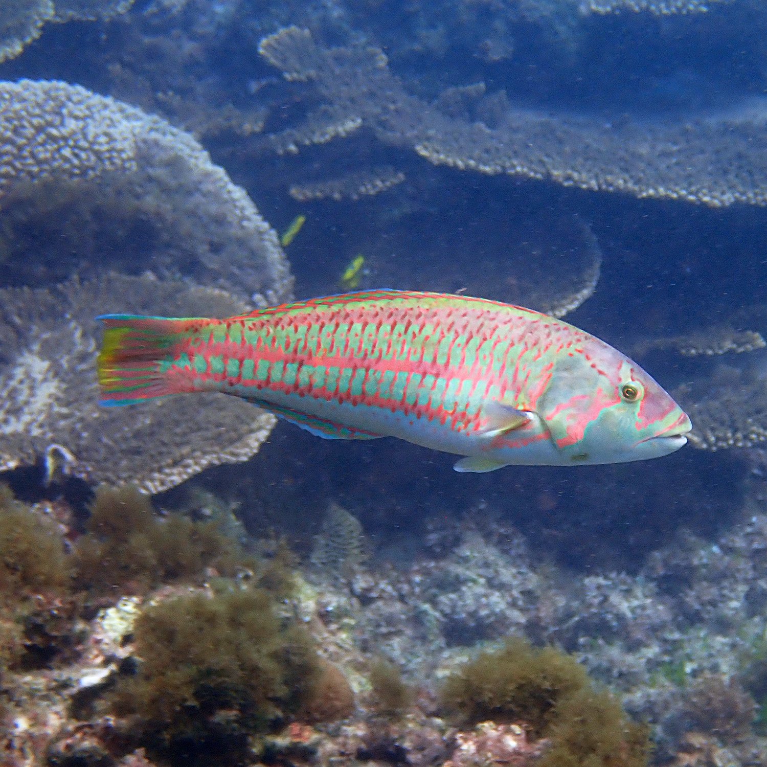 Meet George, the surge wrasse — Norfolk Island's Reef