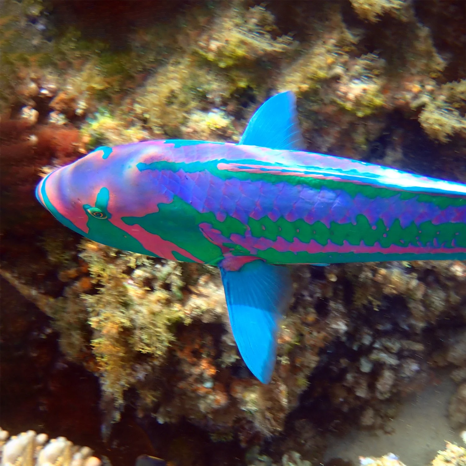 Meet George, the surge wrasse — Norfolk Island's Reef