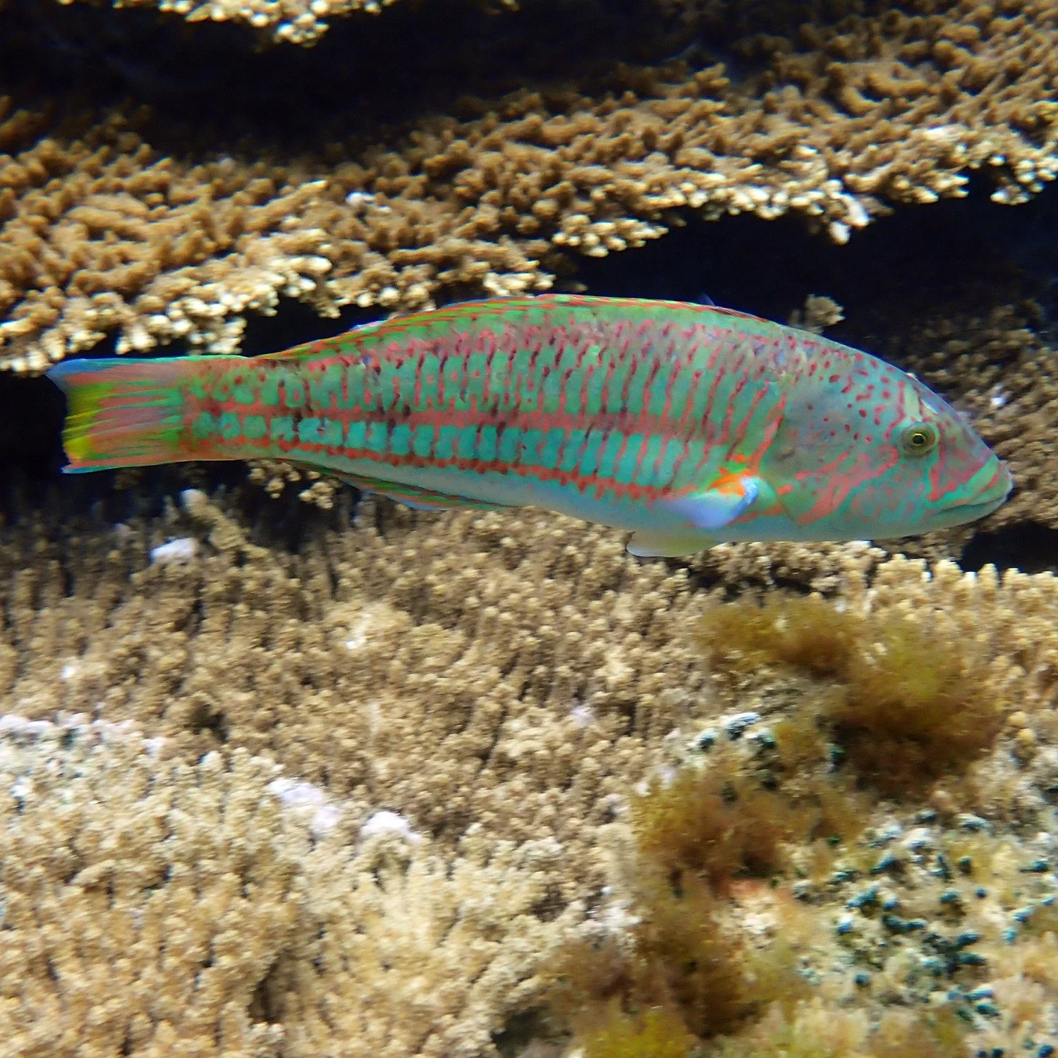 Meet George, the surge wrasse — Norfolk Island's Reef