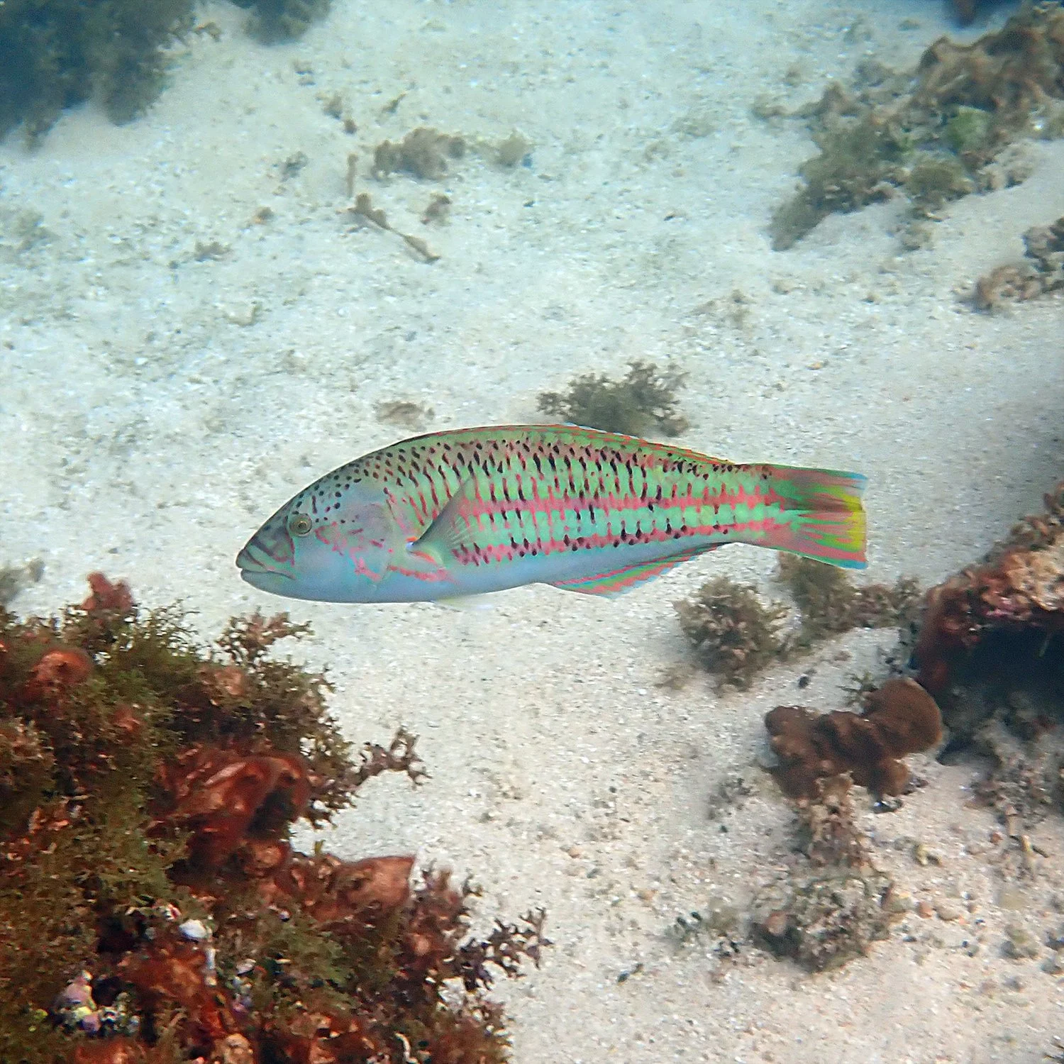Meet George, the surge wrasse — Norfolk Island's Reef