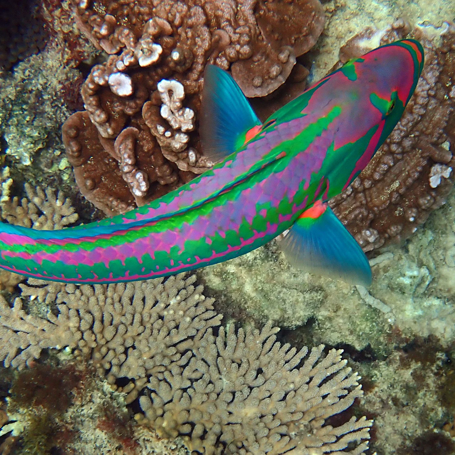 Meet George, the surge wrasse — Norfolk Island's Reef