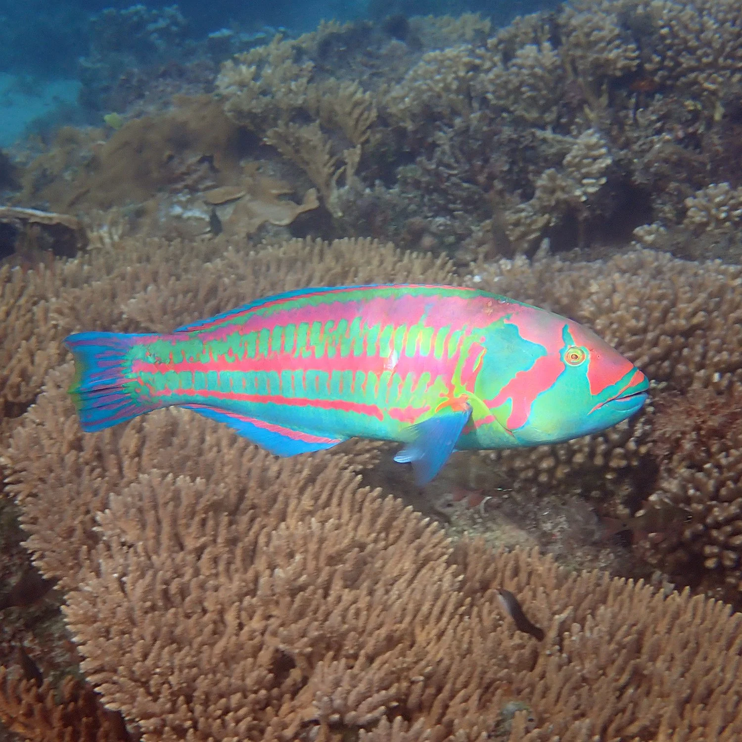 Meet George, the surge wrasse — Norfolk Island's Reef