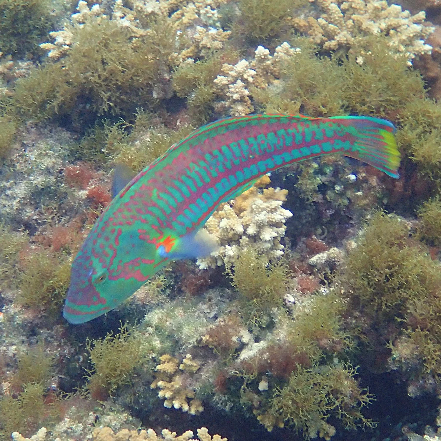 Meet George, the surge wrasse — Norfolk Island's Reef