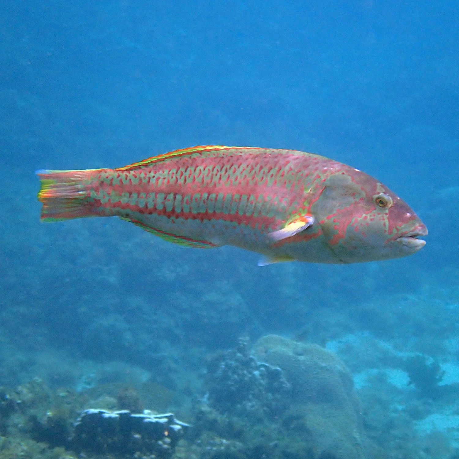Meet George, the surge wrasse — Norfolk Island's Reef