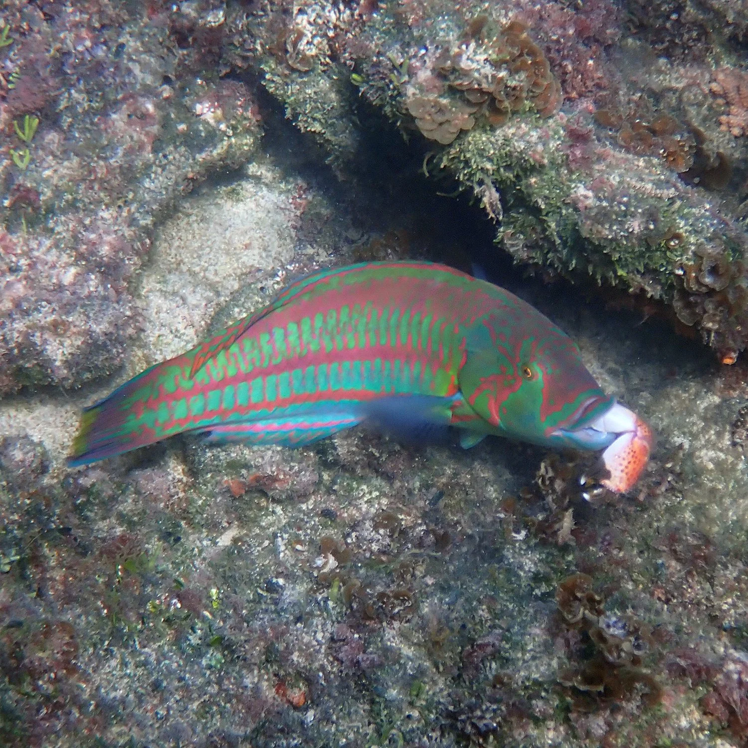 Meet George, the surge wrasse — Norfolk Island's Reef