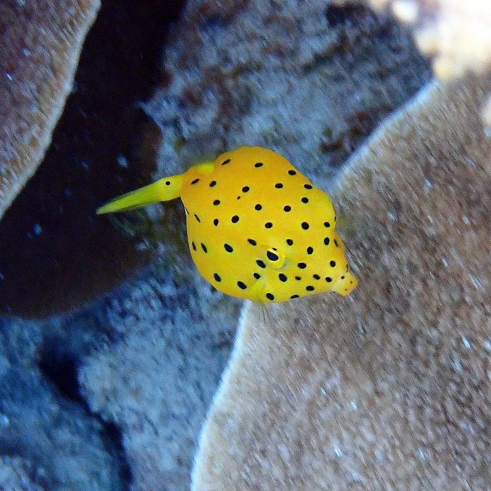 Biomimicry: How a Boxfish Caught Mercedes’ Eye — Norfolk Island's Reef