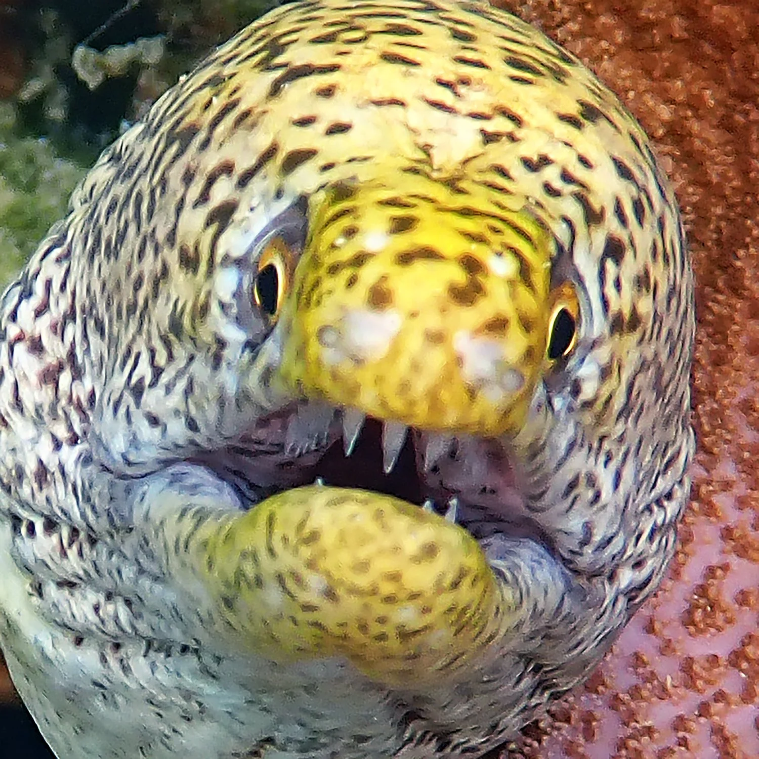 Norfolk Island's Eels