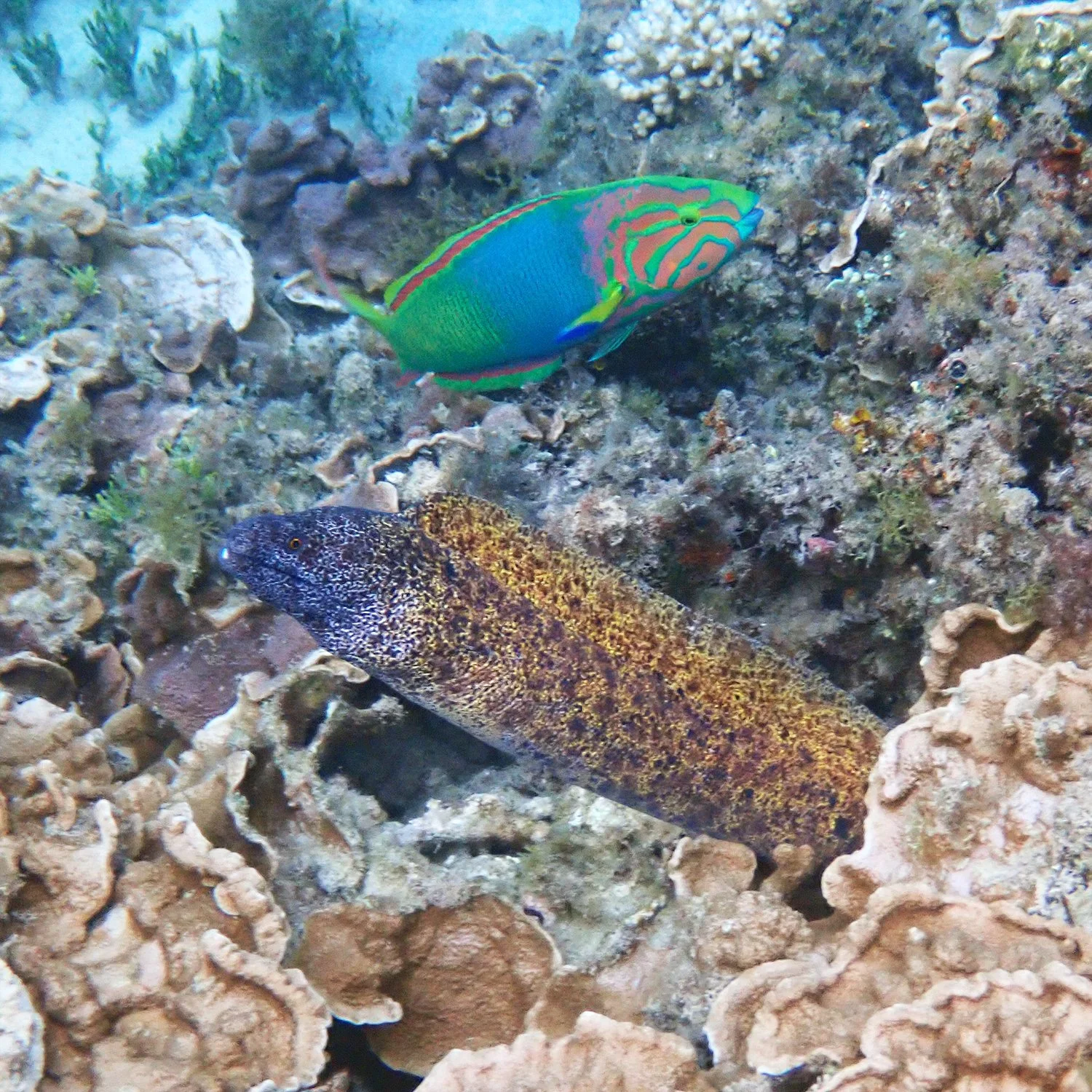 Norfolk Island's Eels