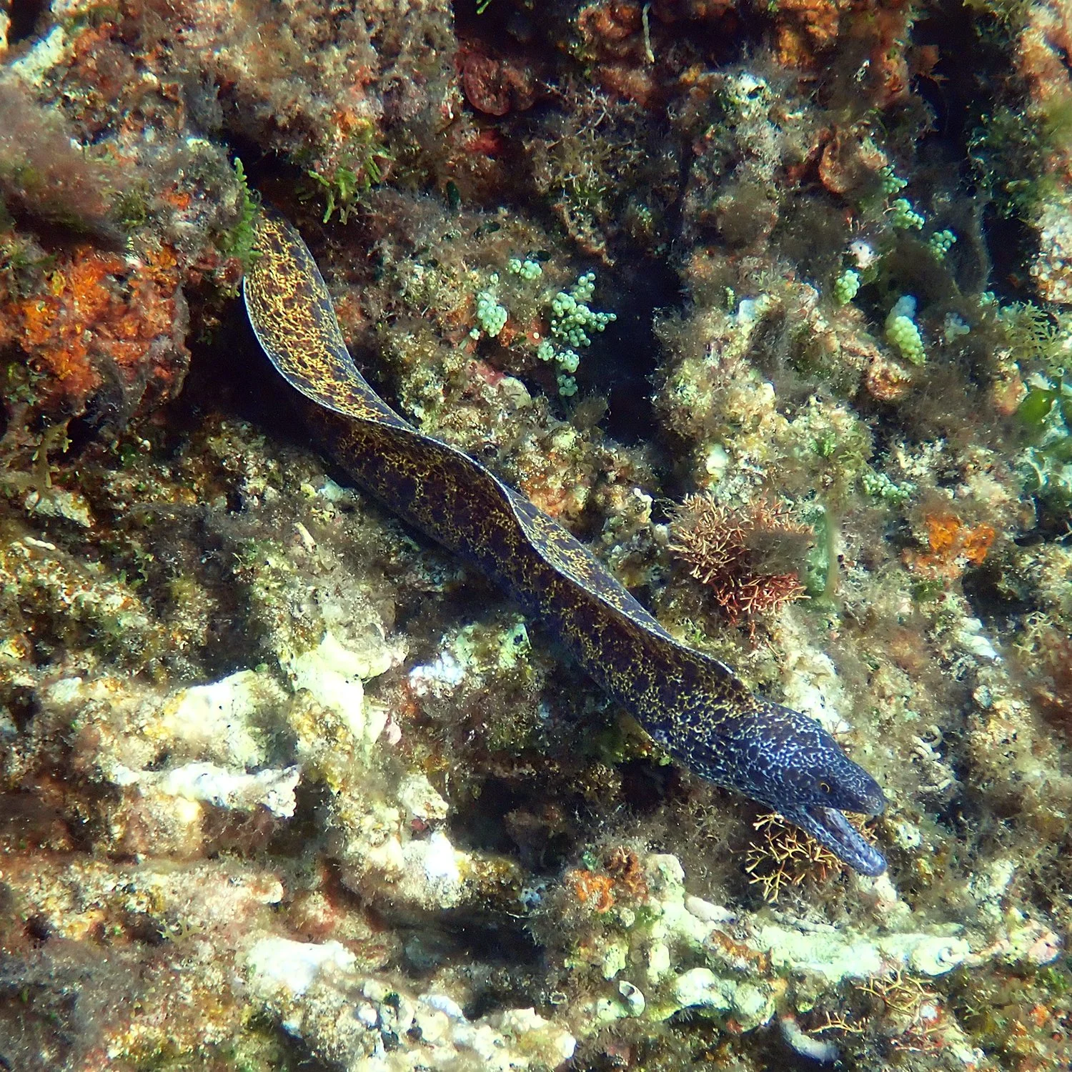 Norfolk Island's Eels