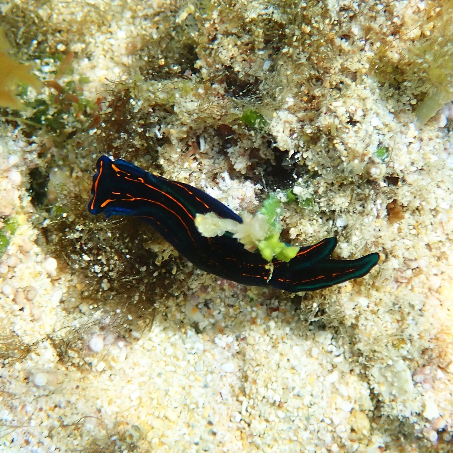 Norfolk Island's Nudibranchs, Sea Slugs and Flatworms