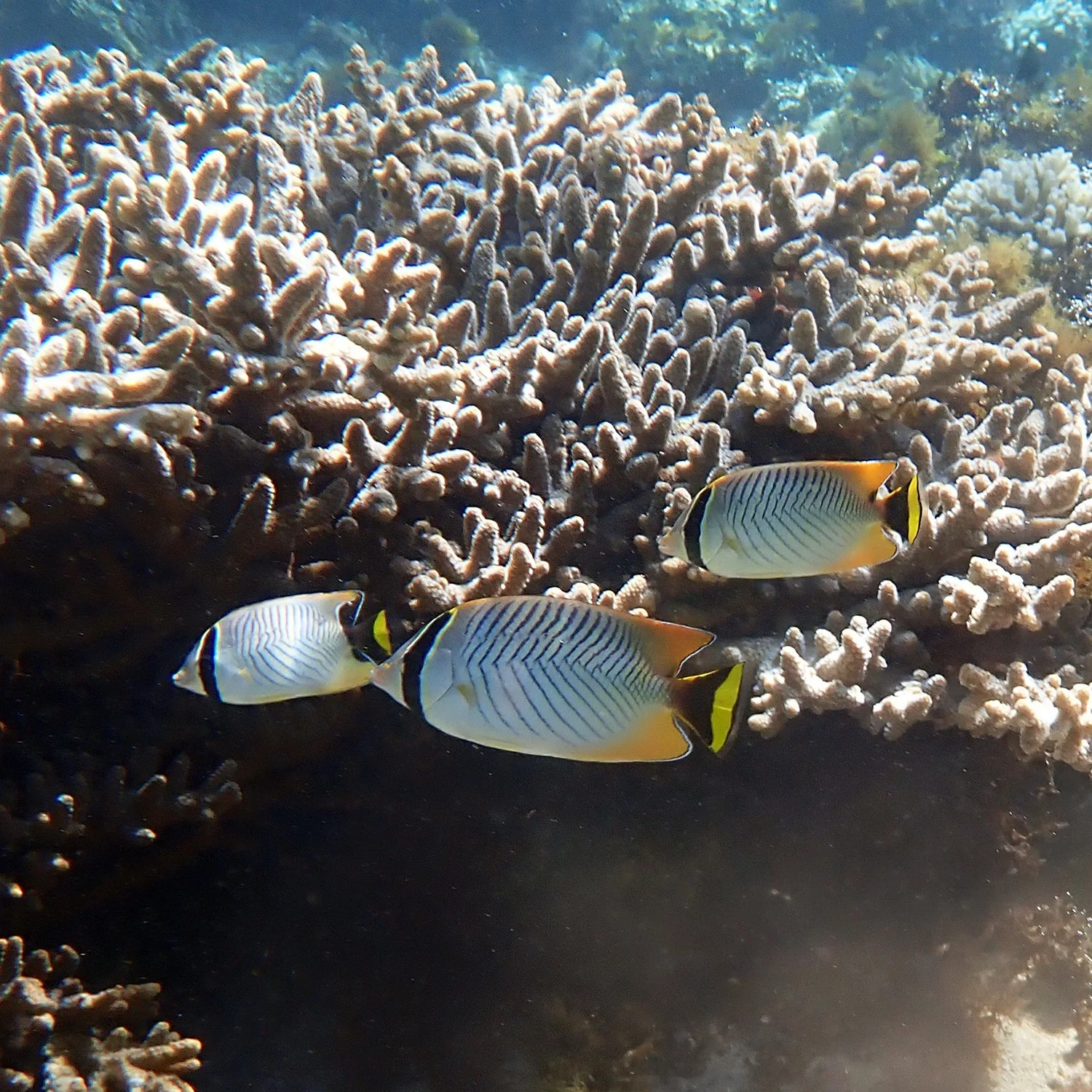 Fish stocktake - the mysteries, the surprises and the wins — Norfolk ...
