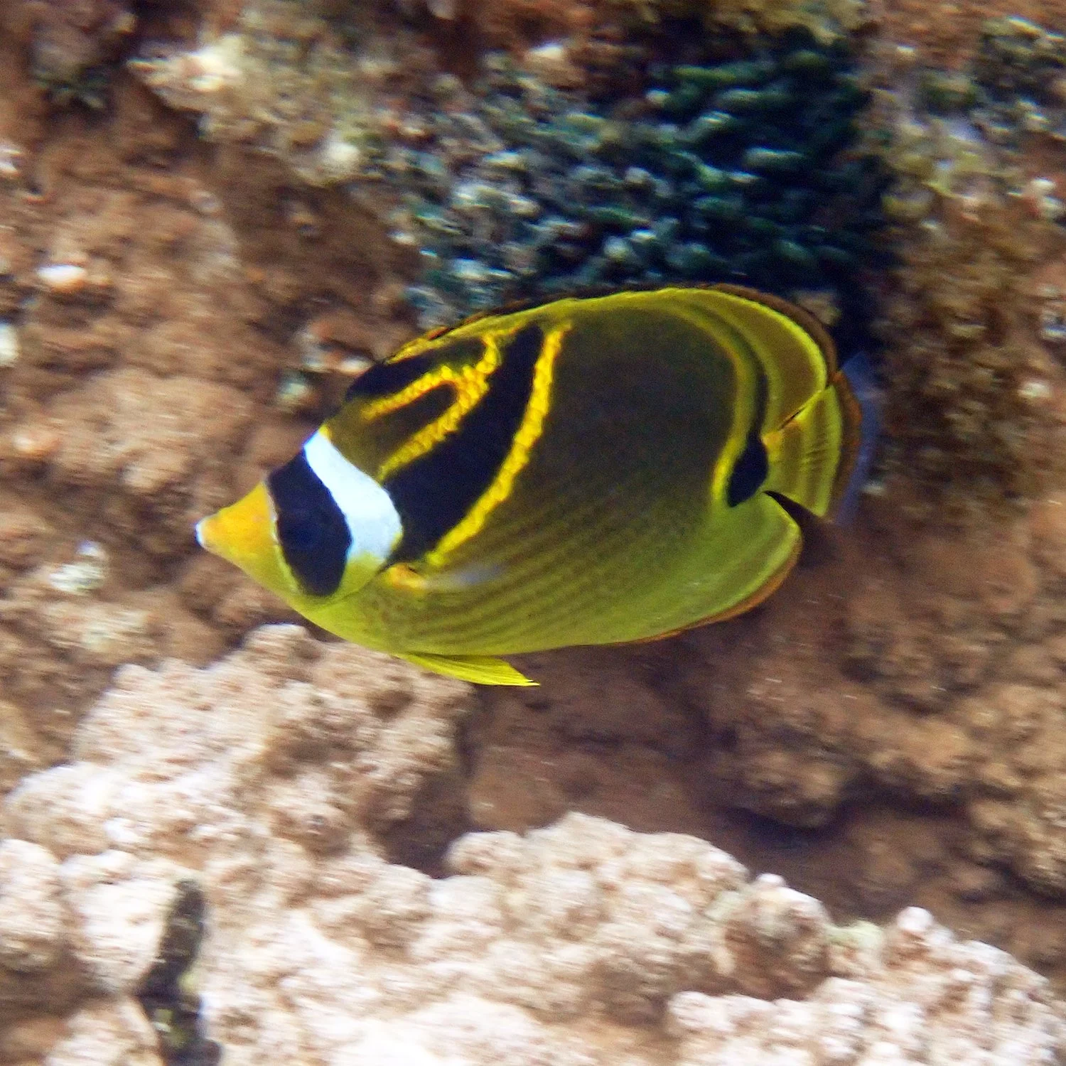 Fish stocktake - the mysteries, the surprises and the wins — Norfolk ...