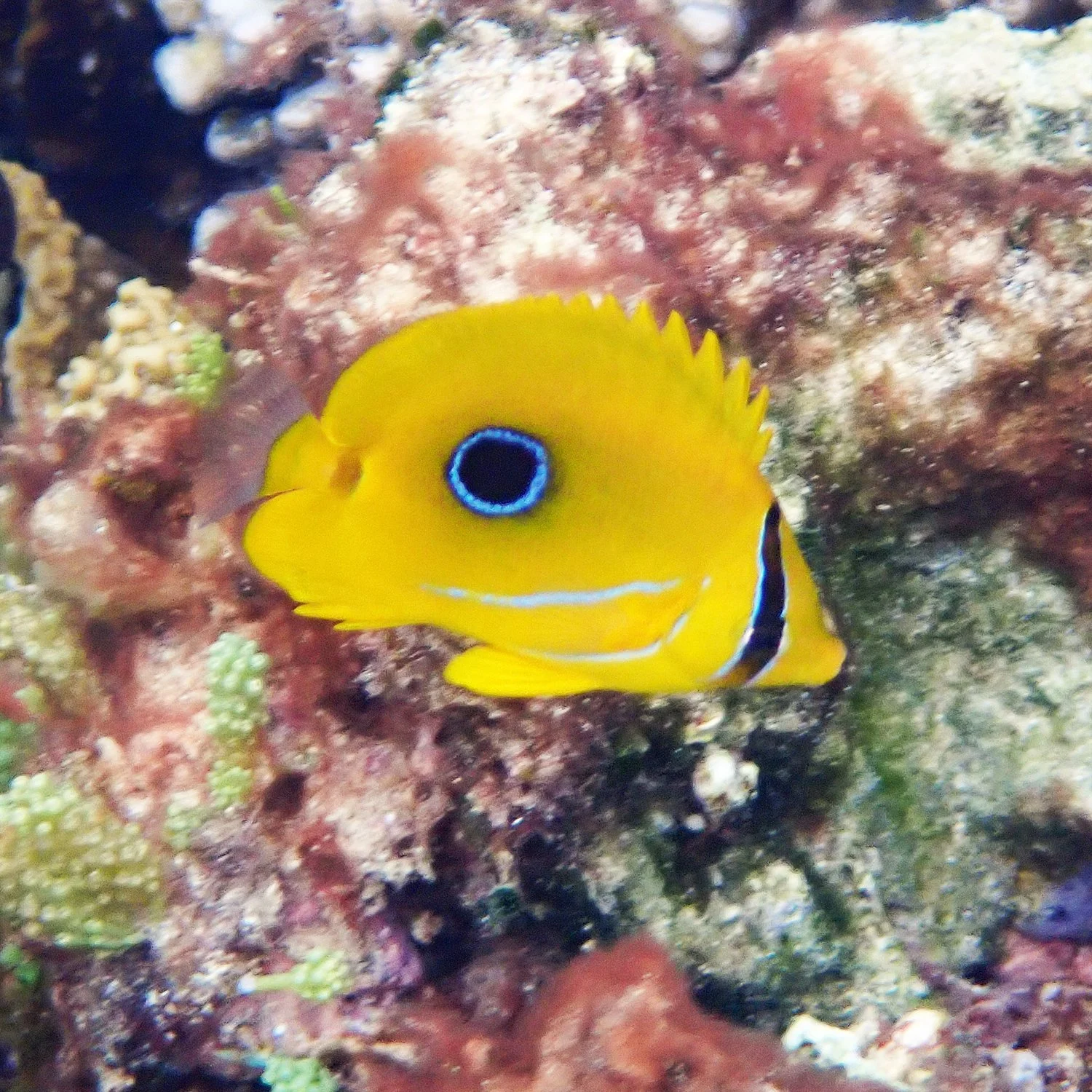 Fish stocktake - the mysteries, the surprises and the wins — Norfolk ...