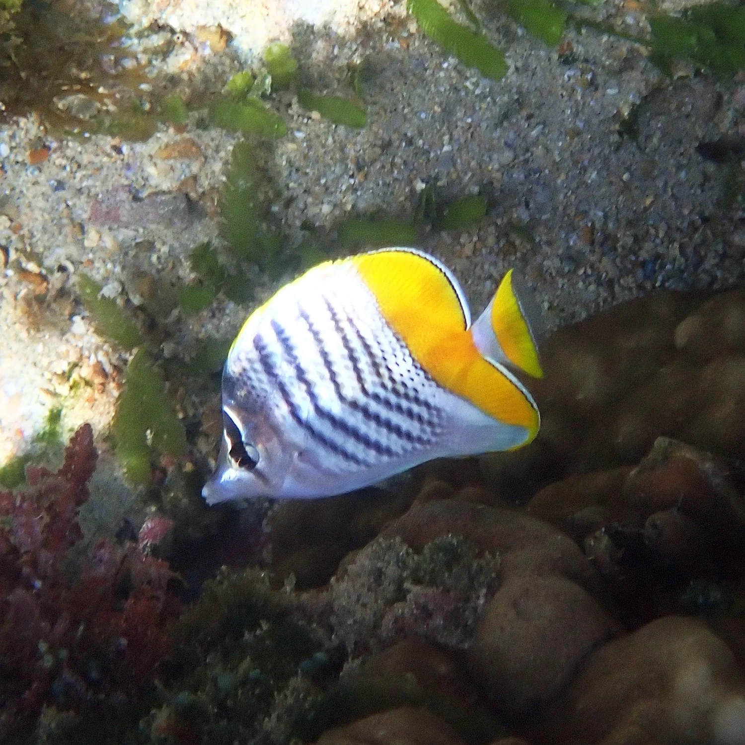 Fish stocktake - the mysteries, the surprises and the wins — Norfolk ...