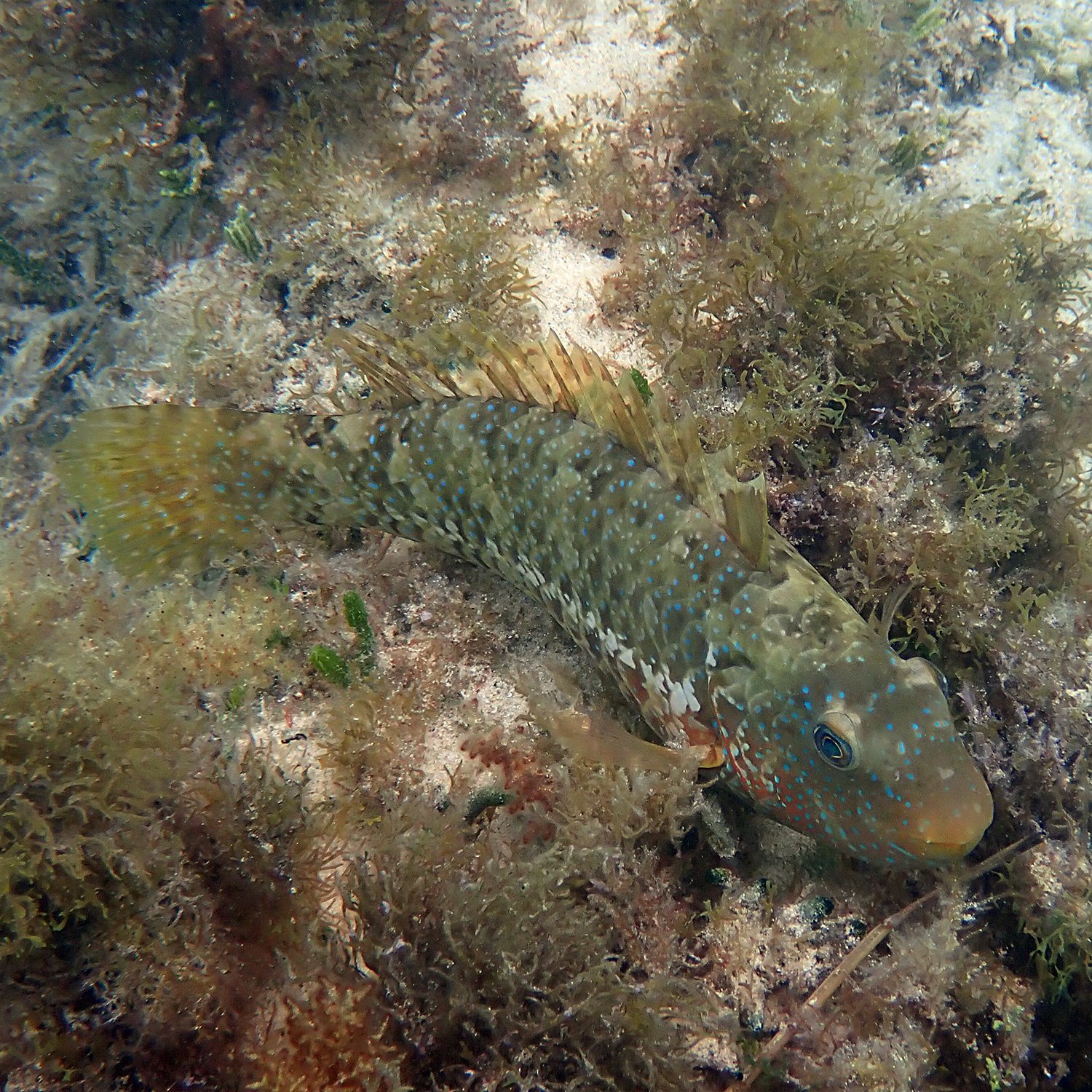 Fish stocktake - the mysteries, the surprises and the wins — Norfolk ...