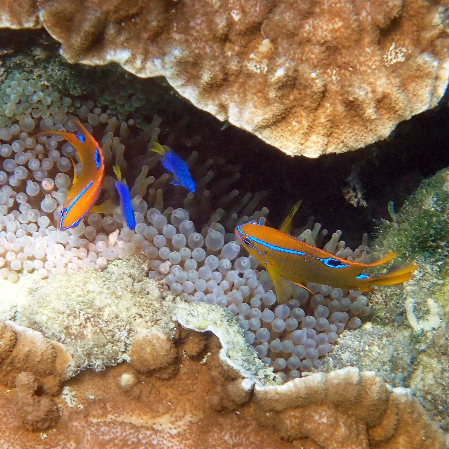 Fish stocktake - the mysteries, the surprises and the wins — Norfolk ...