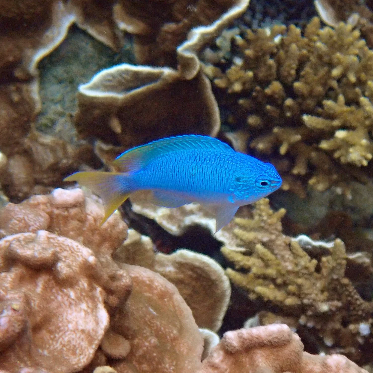 Fish stocktake - the mysteries, the surprises and the wins — Norfolk ...