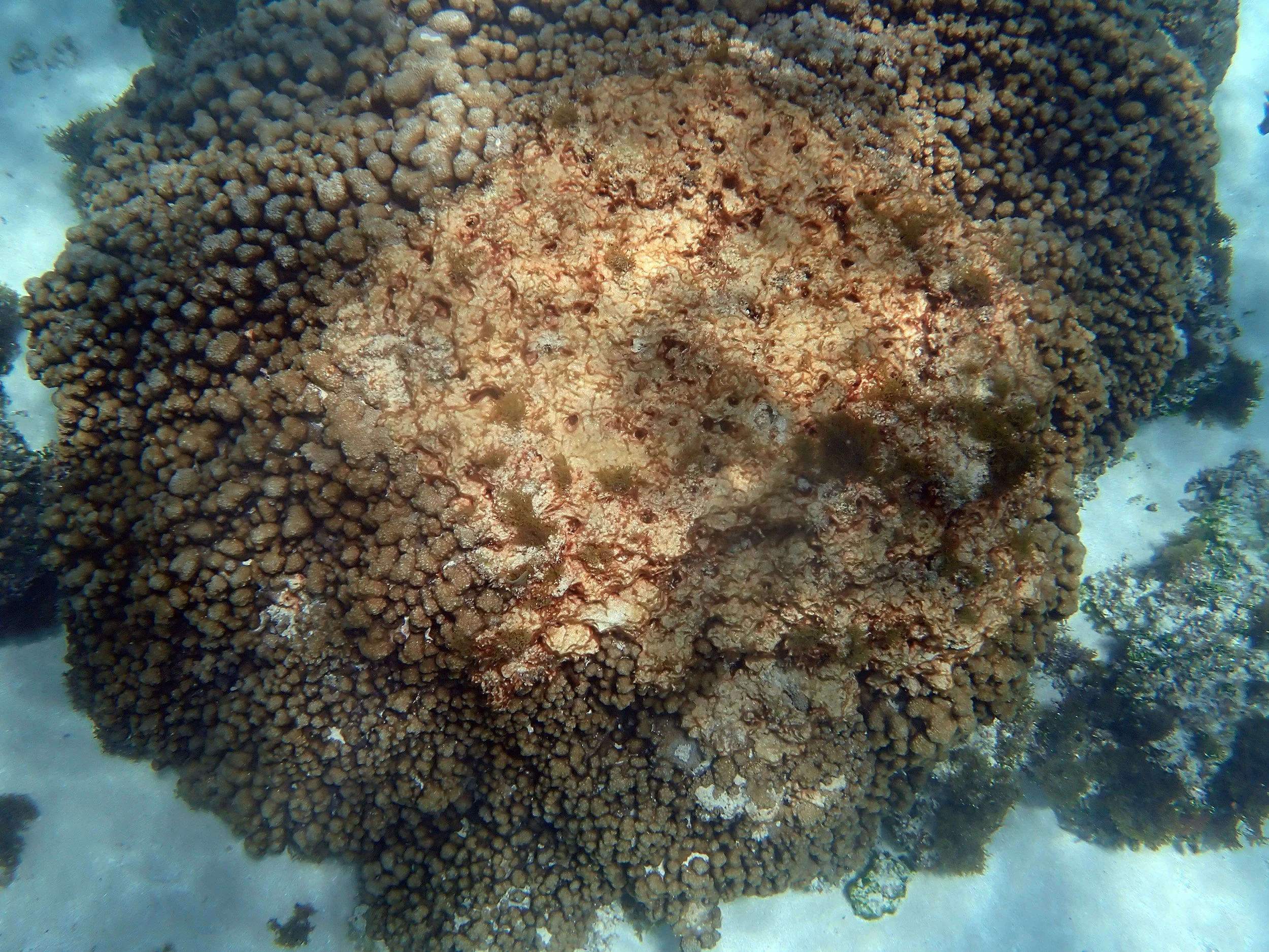 The spatiotemporal dynamics of a coral disease — Norfolk Island's Reef