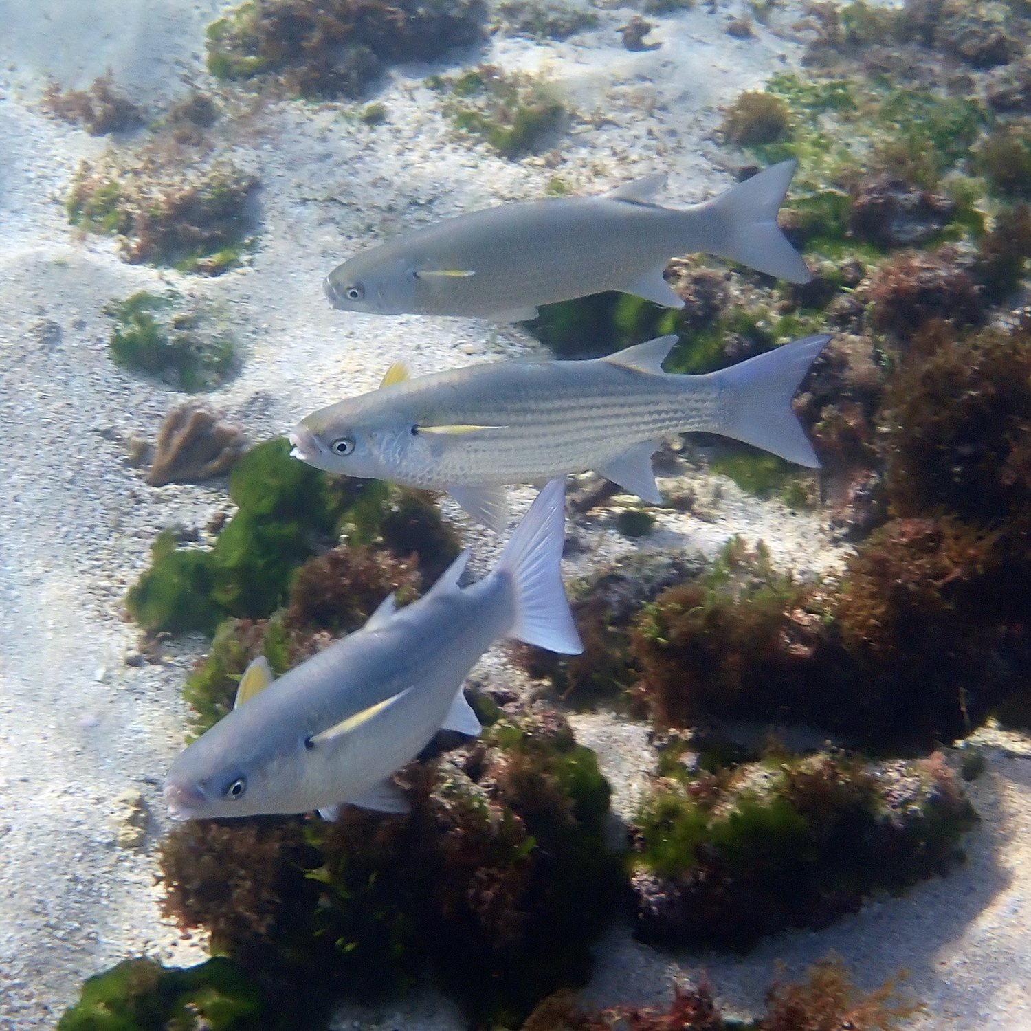 Biodiversity matters — Norfolk Island's Reef