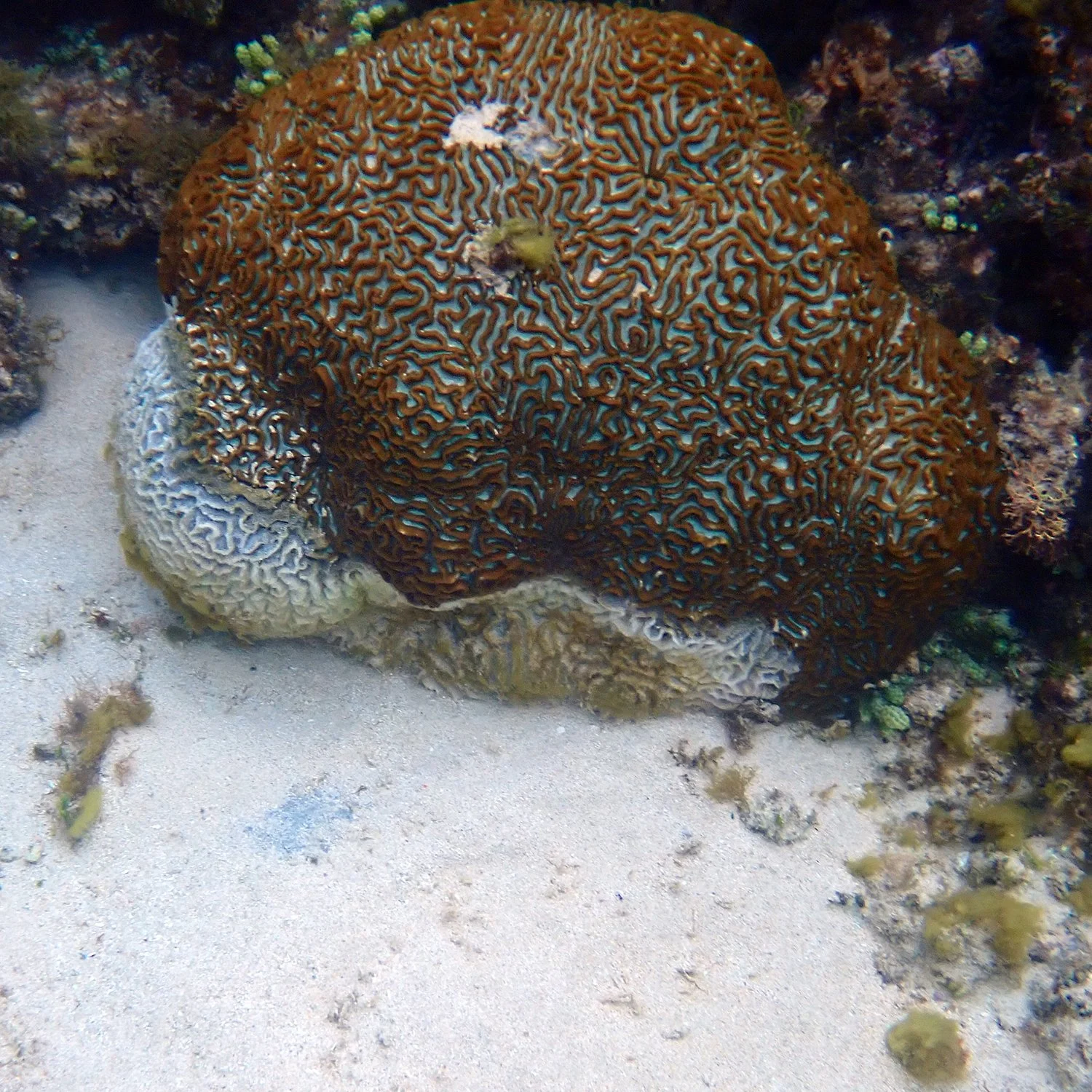 One hundred year-old coral gone in less than one hundred days — Norfolk ...