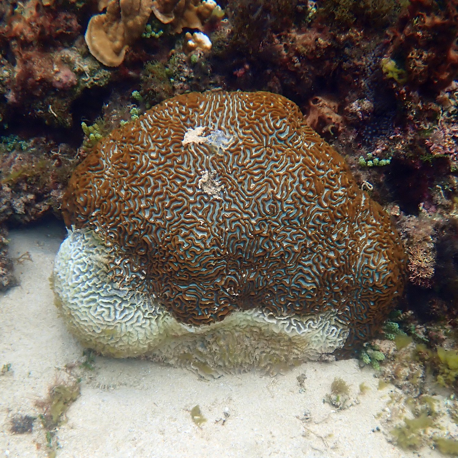 One hundred year-old coral gone in less than one hundred days — Norfolk ...