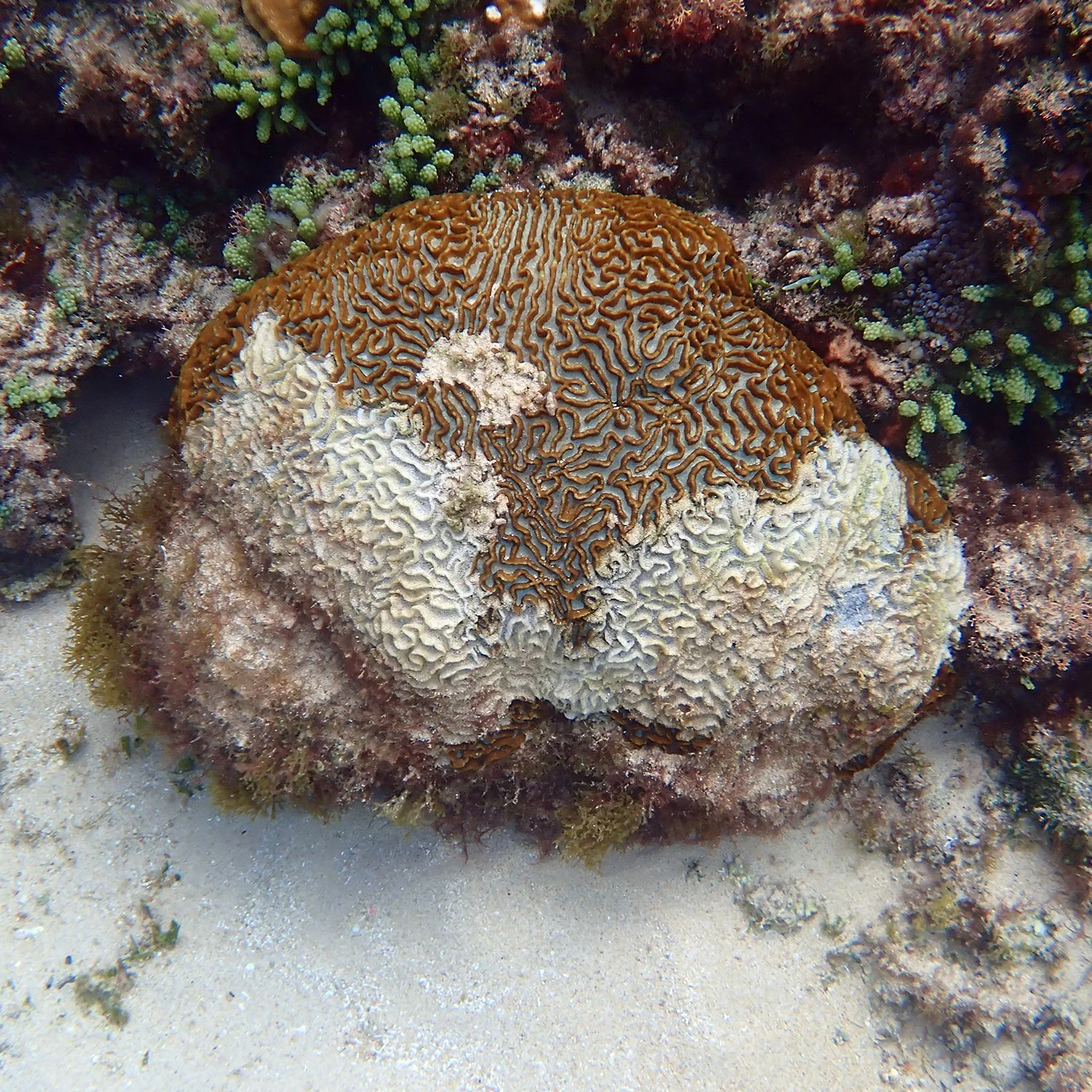 One hundred year-old coral gone in less than one hundred days — Norfolk ...