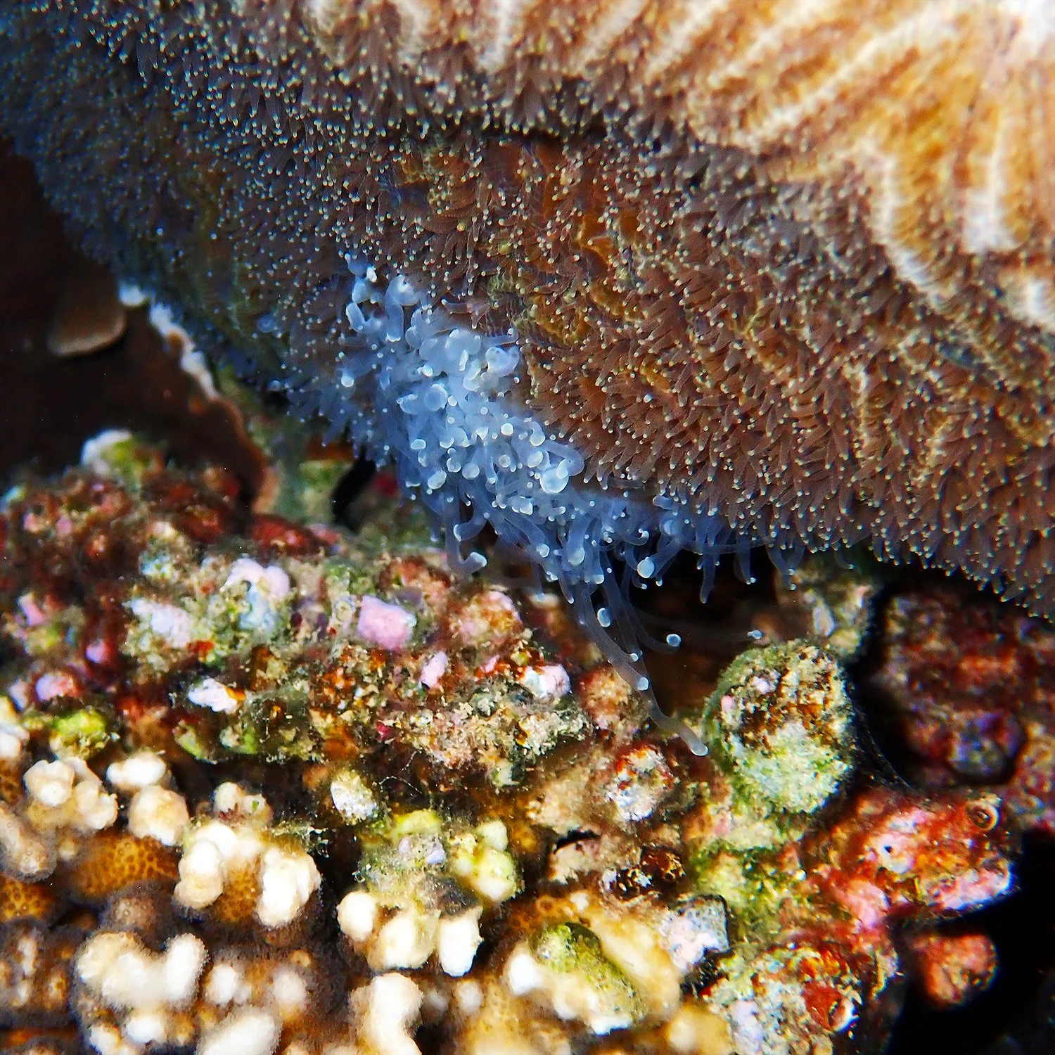 While you were sleeping ... — Norfolk Island's Reef