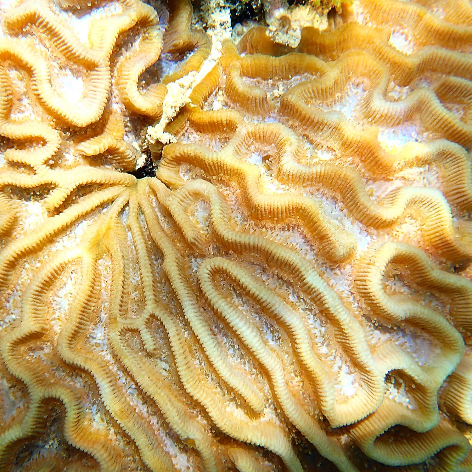 While you were sleeping ... — Norfolk Island's Reef