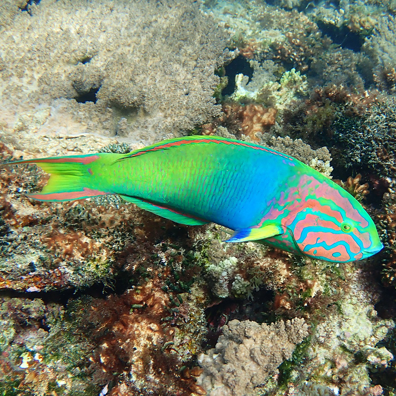 Ageing colourfully. This guy! — Norfolk Island's Reef