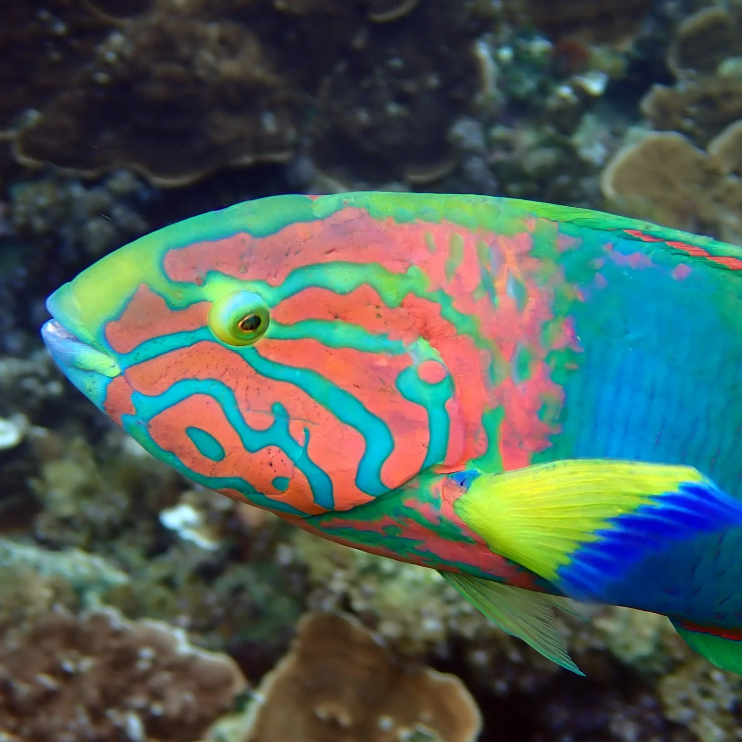 Ageing colourfully. This guy! — Norfolk Island's Reef