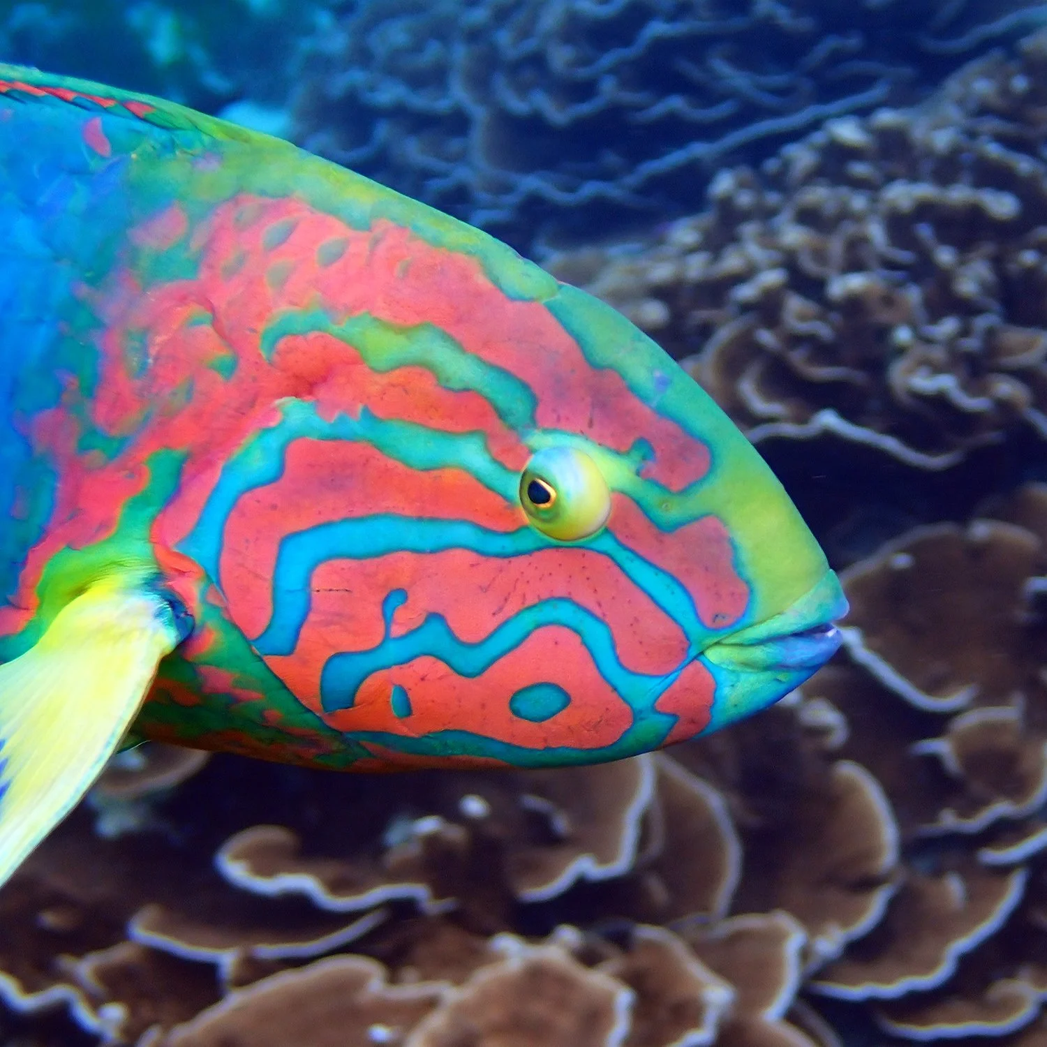 Ageing colourfully. This guy! — Norfolk Island's Reef