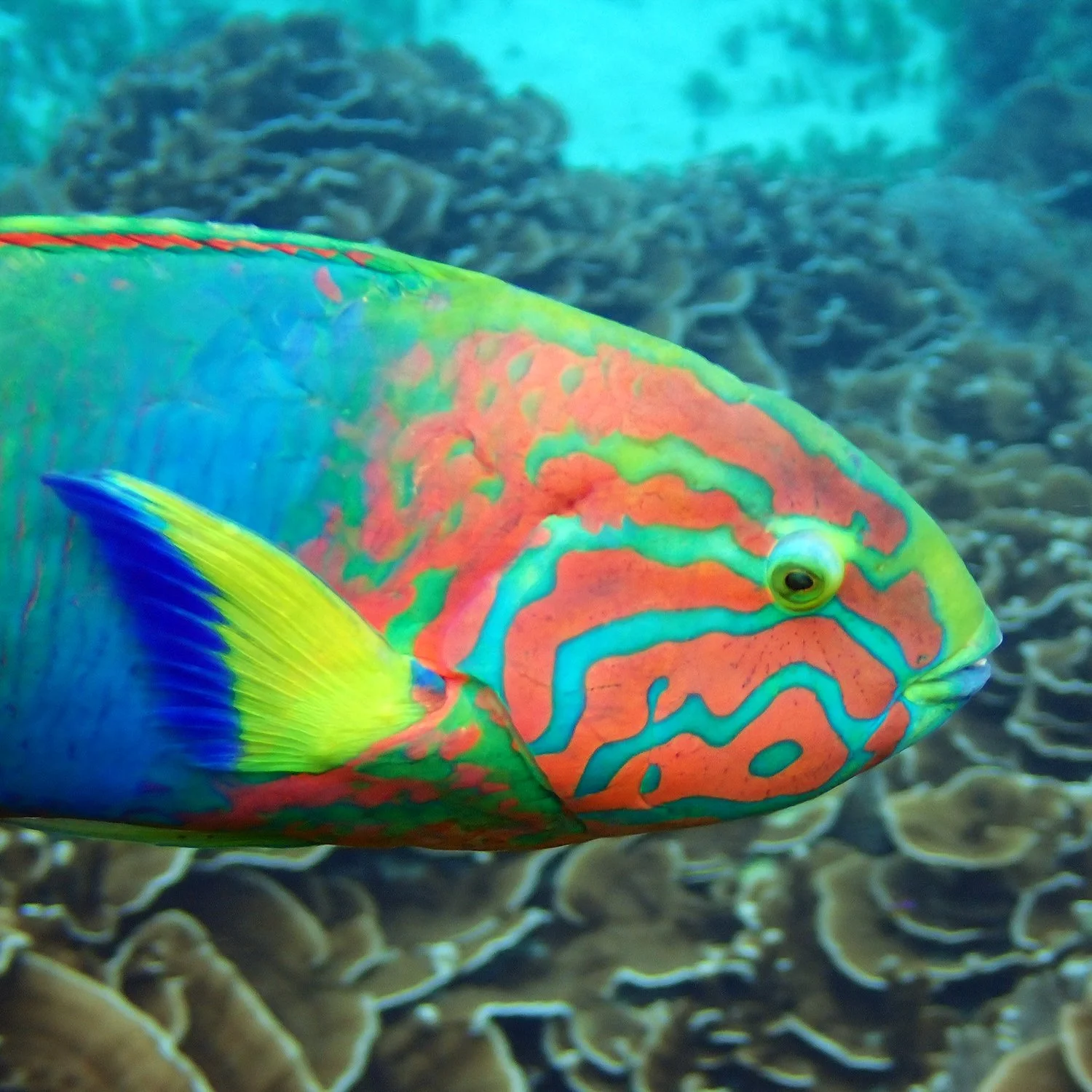 Ageing colourfully. This guy! — Norfolk Island's Reef