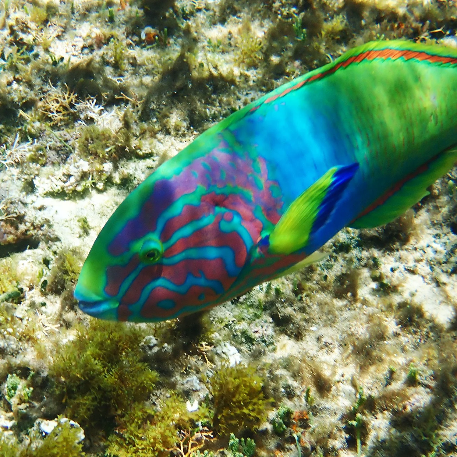 Ageing colourfully. This guy! — Norfolk Island's Reef
