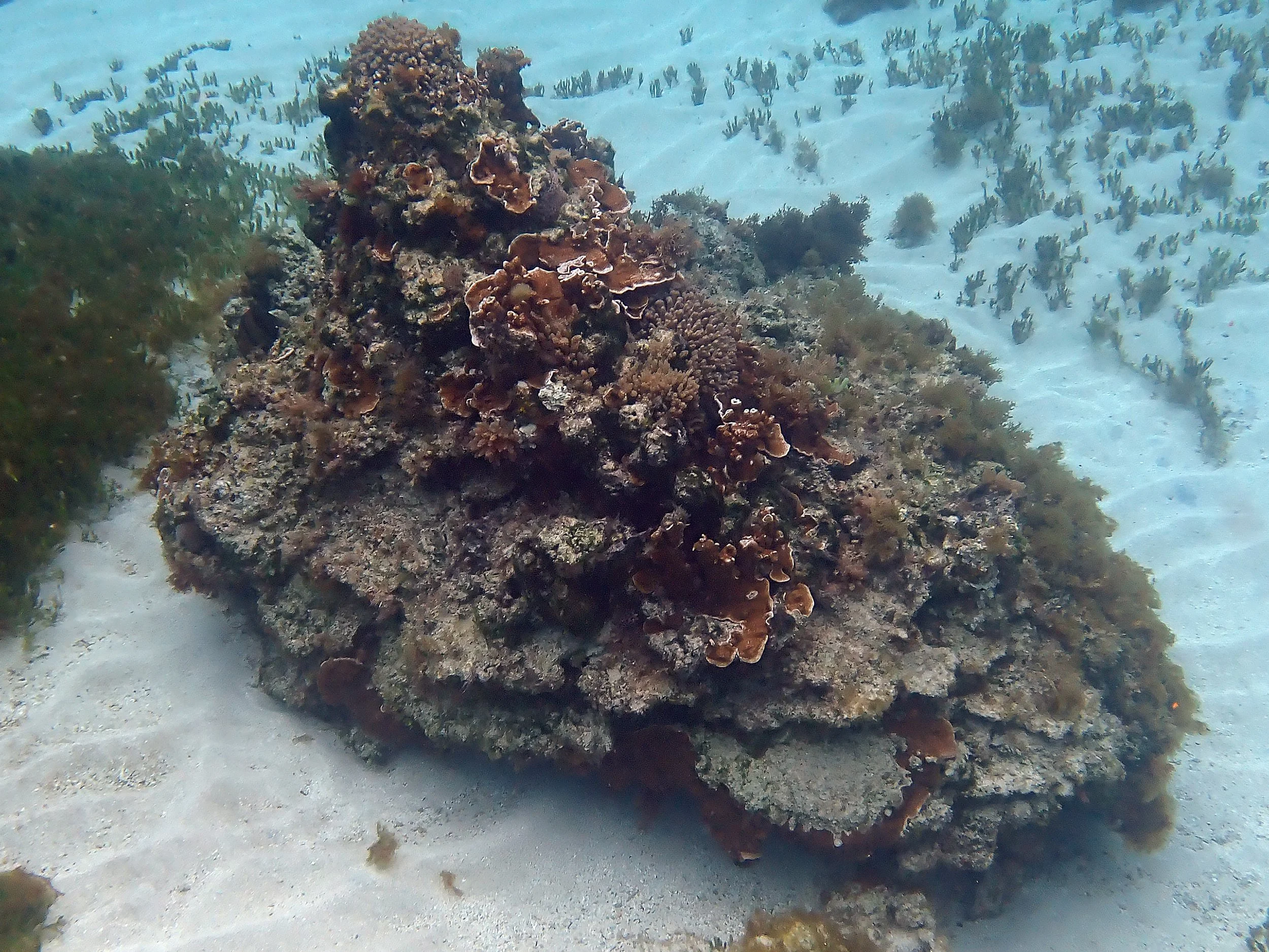 Then and now – shifting baseline syndrome laid bare — Norfolk Island's Reef