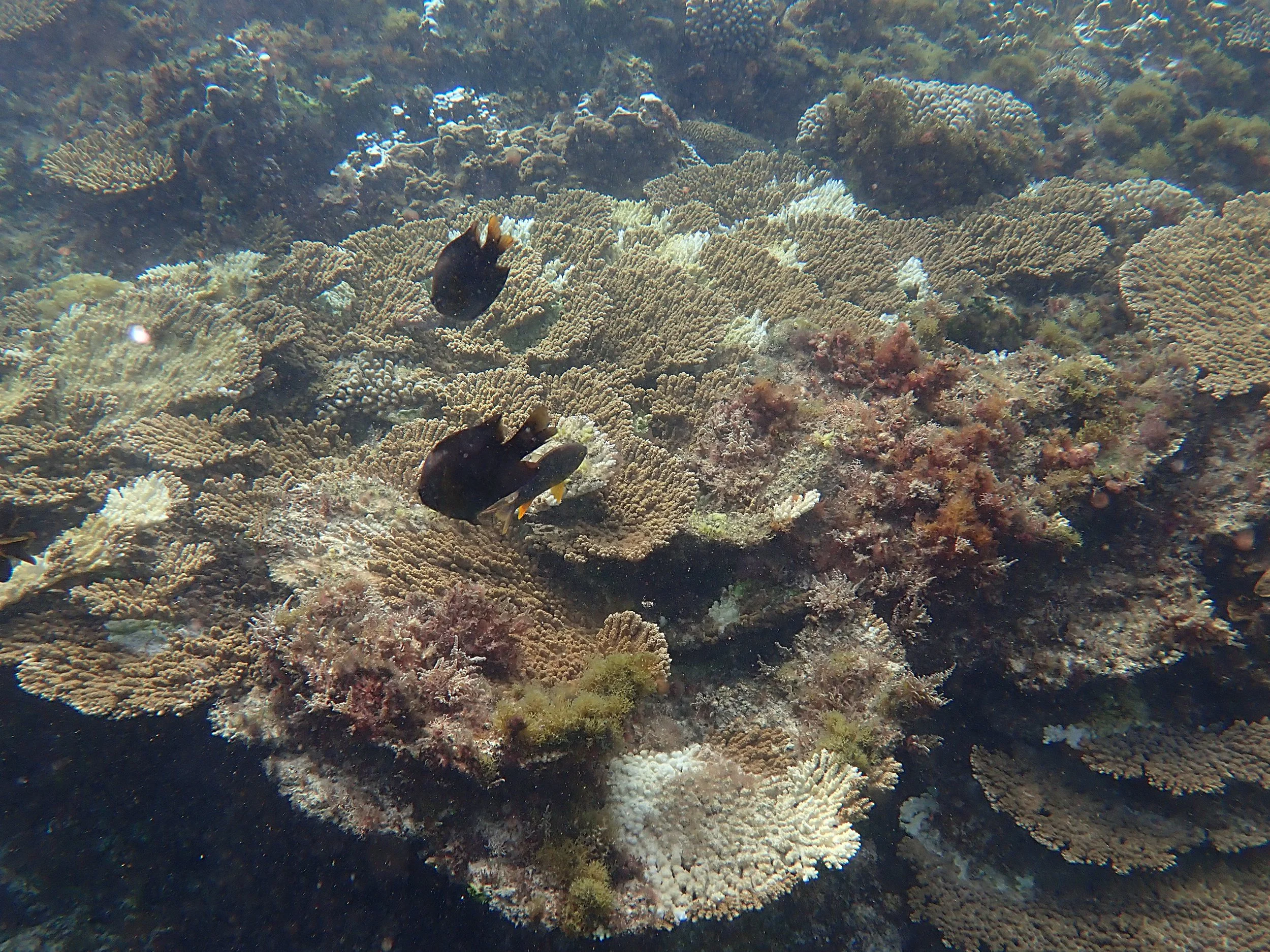 Then and now – shifting baseline syndrome laid bare — Norfolk Island's Reef
